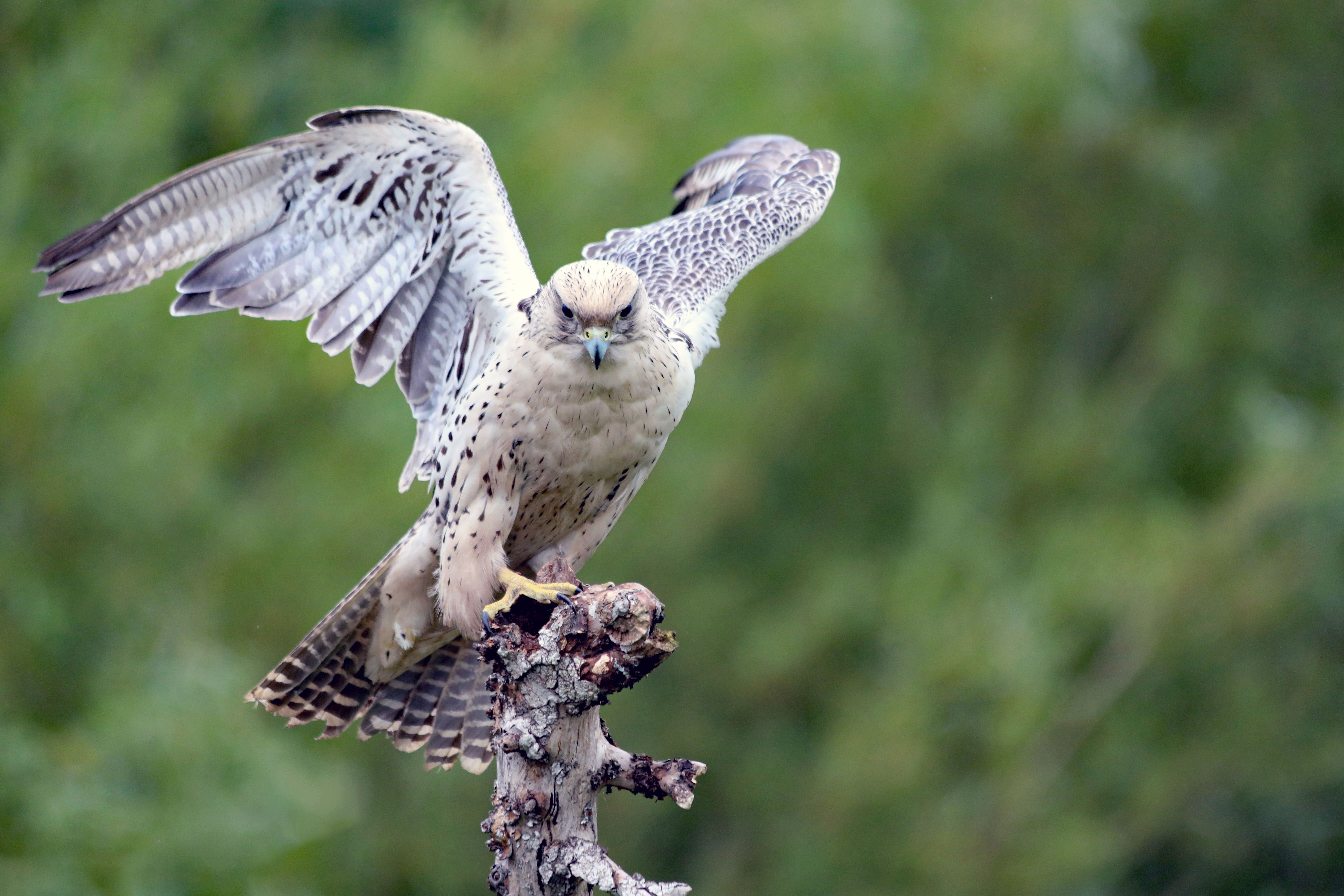 Falcon Photos, Download The BEST Free Falcon Stock Photos & HD Images
