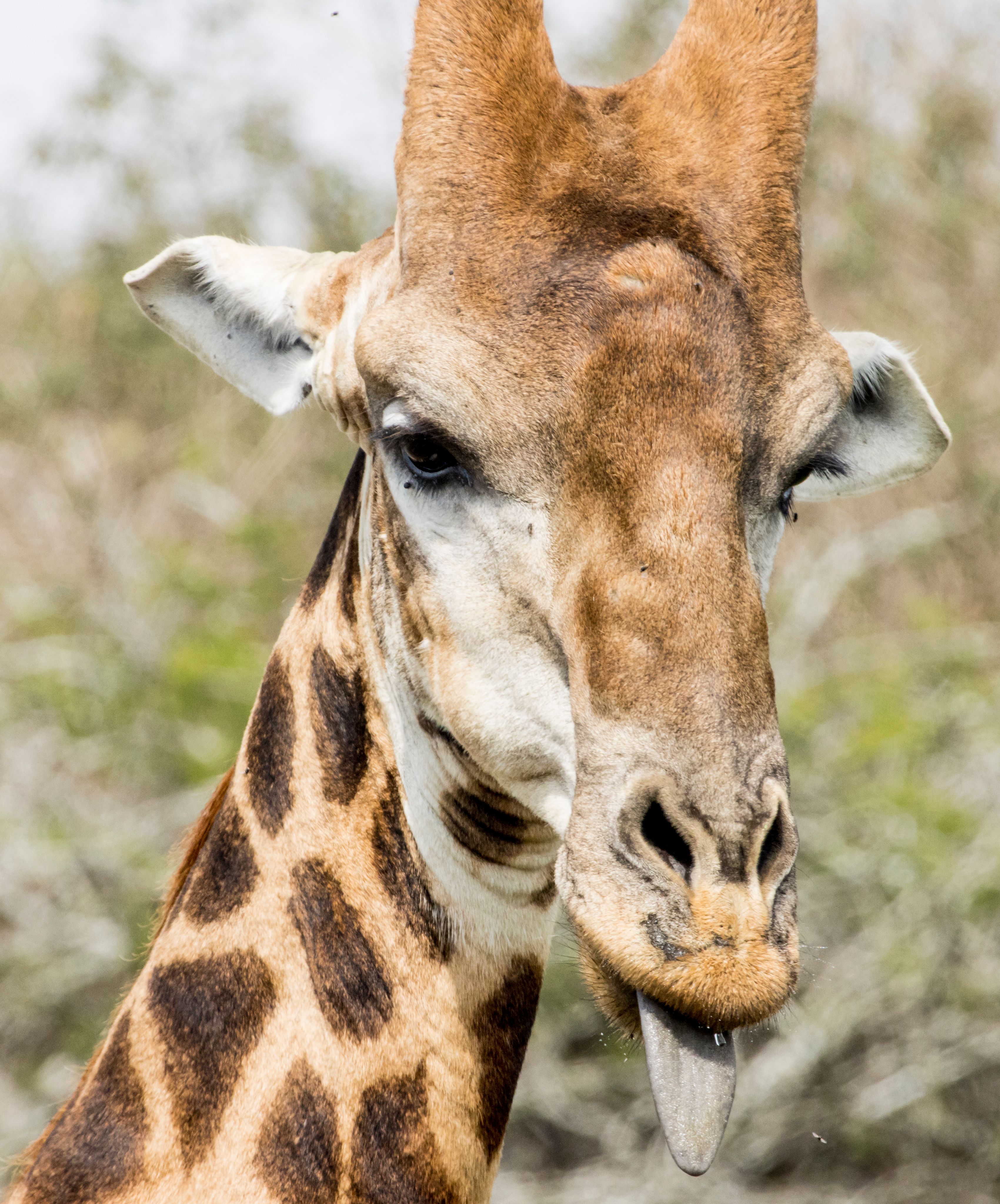Close-Up Portrait of a Majestic Giraffe in Nature · Free Stock Photo