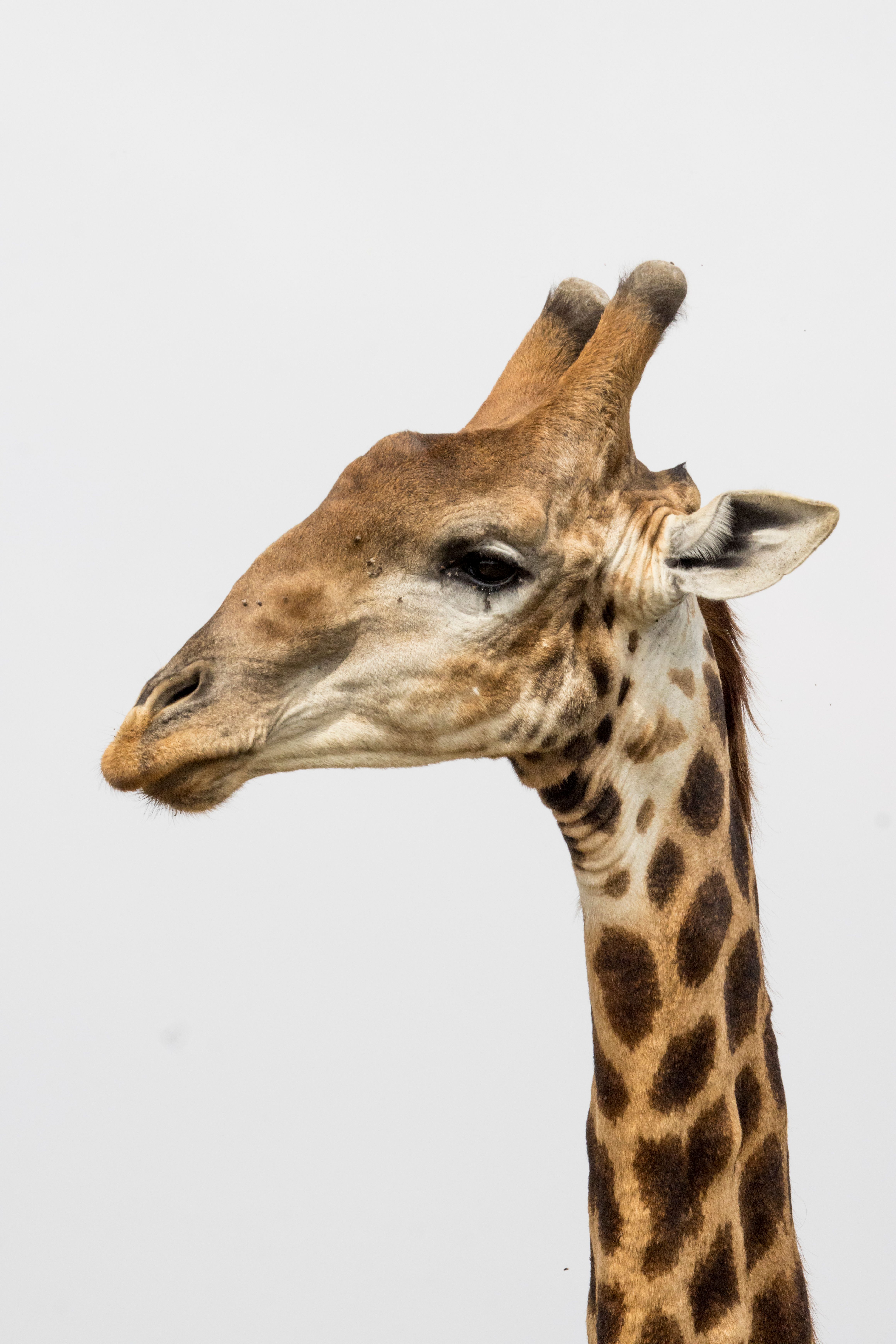 Animal Headshots Photos, Download The BEST Free Animal Headshots Stock ...
