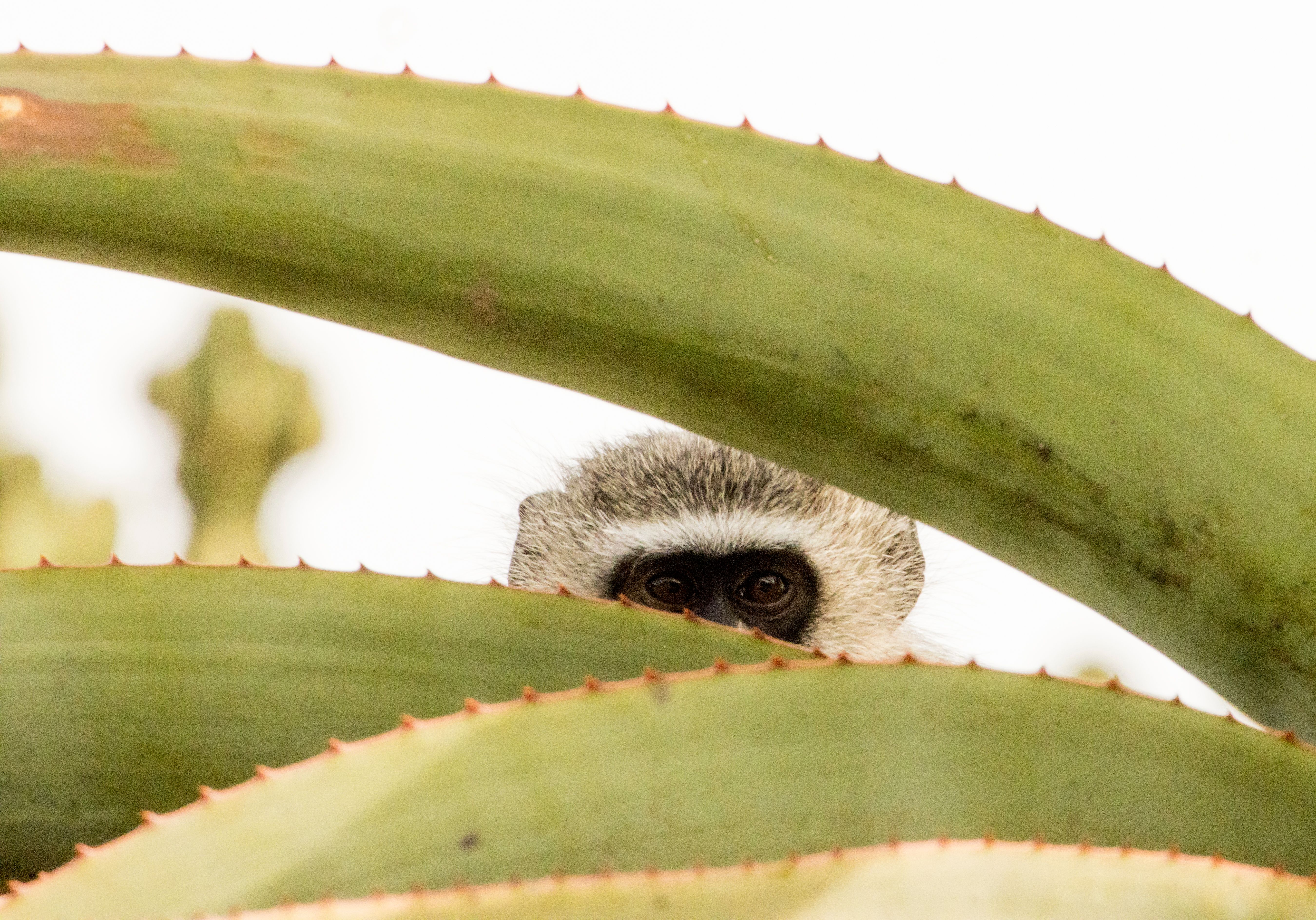 Monkey Sticking Up Middle Finger Photos, Download The BEST Free Monkey ...