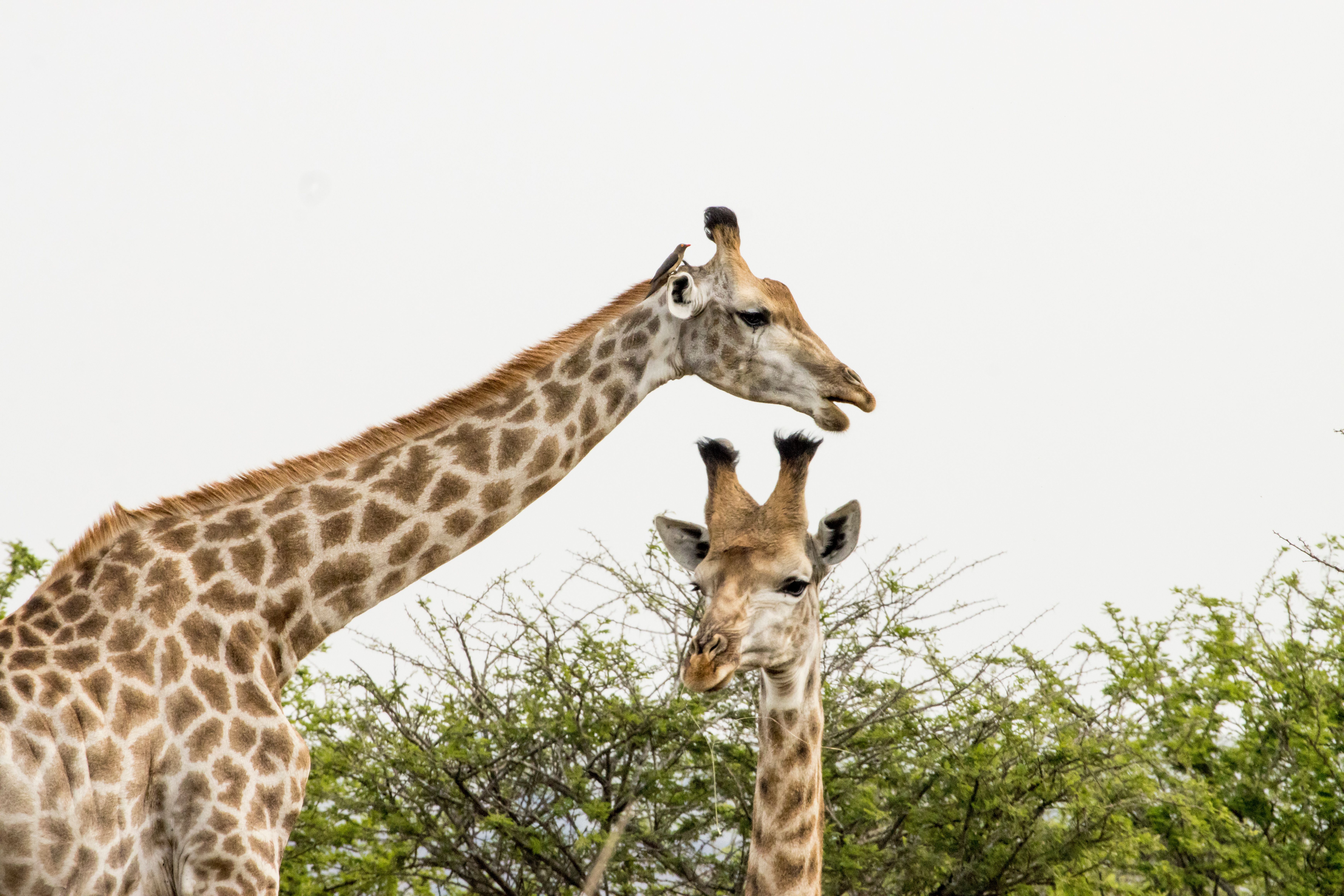 Close-Up of Two Giraffes in Natural Habitat · Free Stock Photo