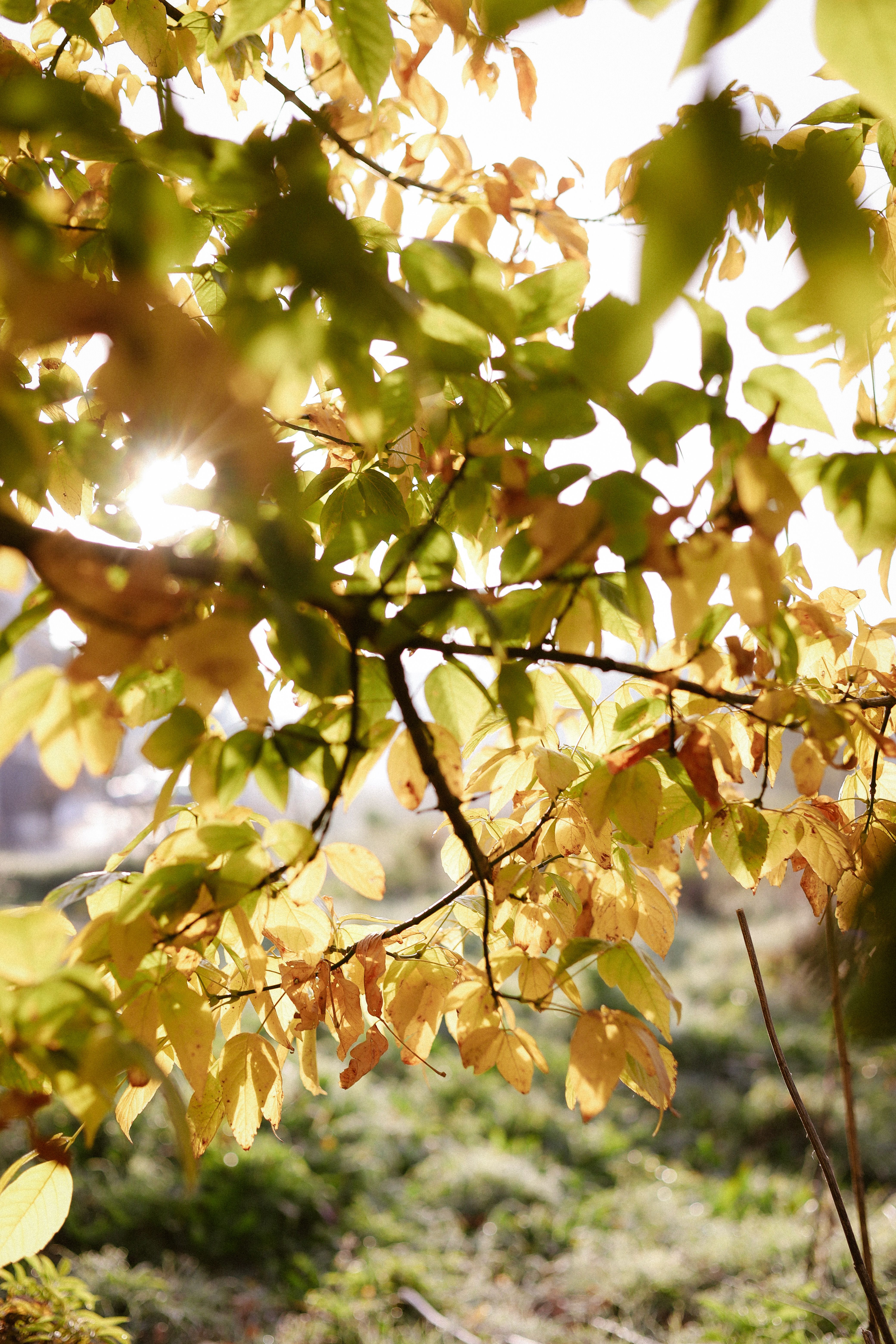 Sunlit Autumn Leaves in Golden Hour Light · Free Stock Photo