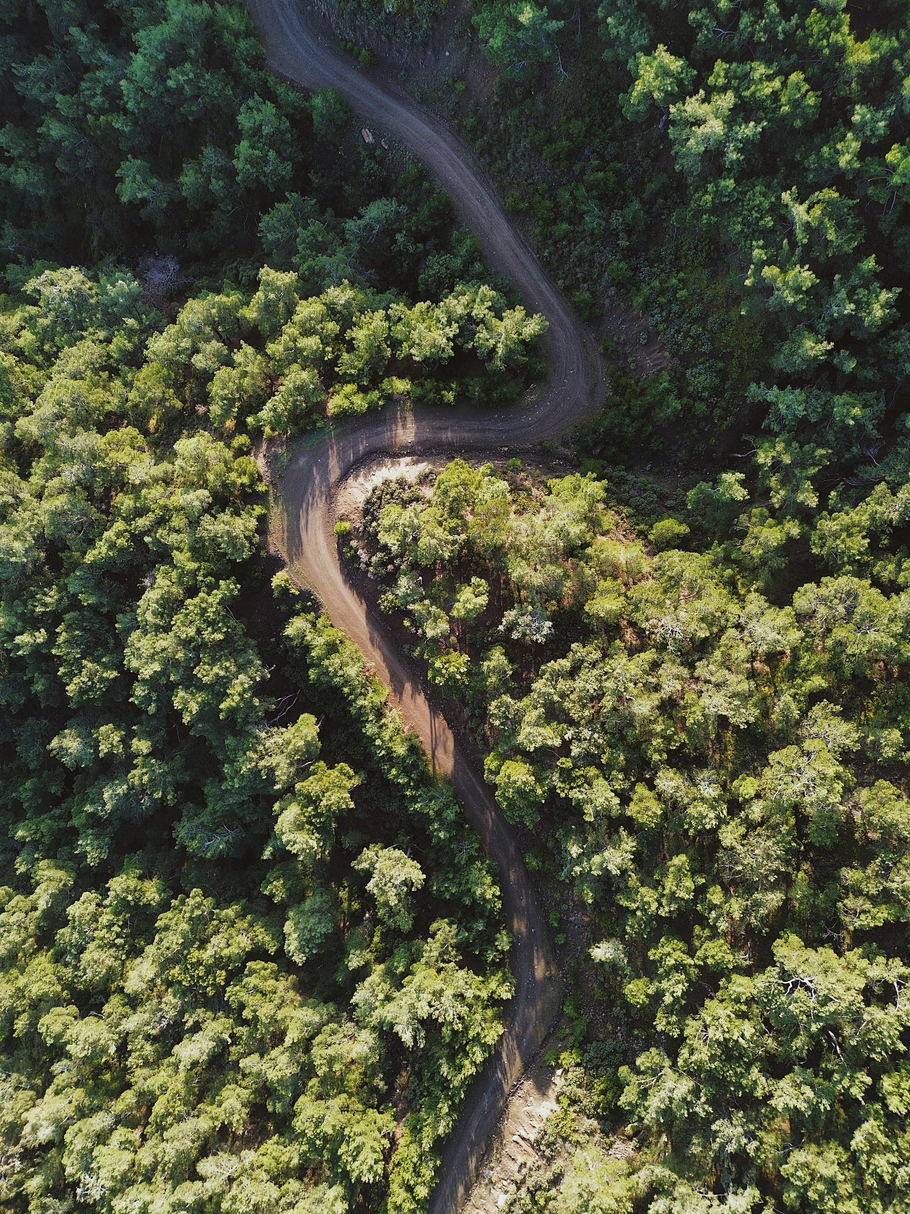 Aerial View of Winding Forest Path · Free Stock Photo