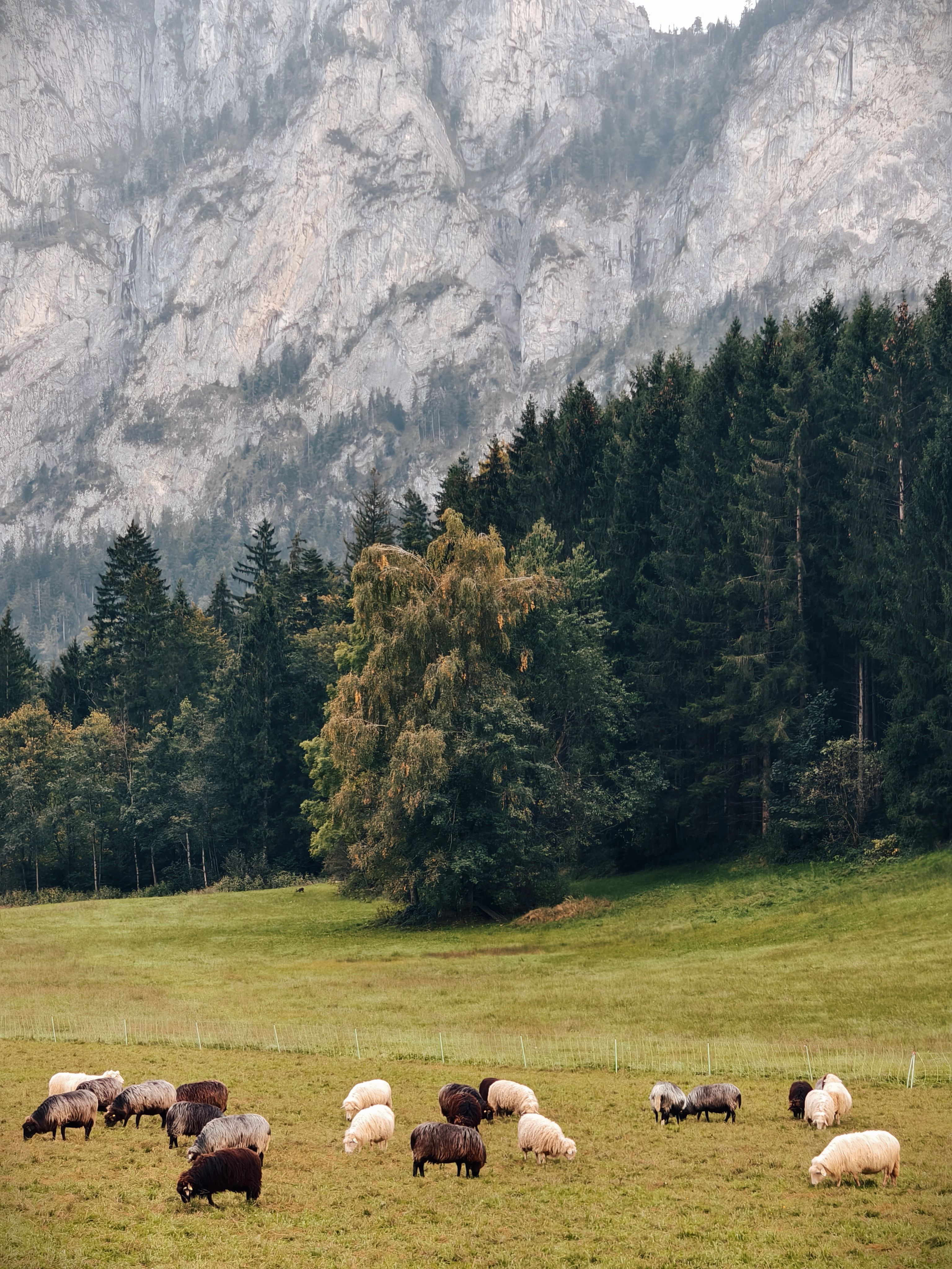 Scenic Alpine Pasture with Grazing Sheep · Free Stock Photo