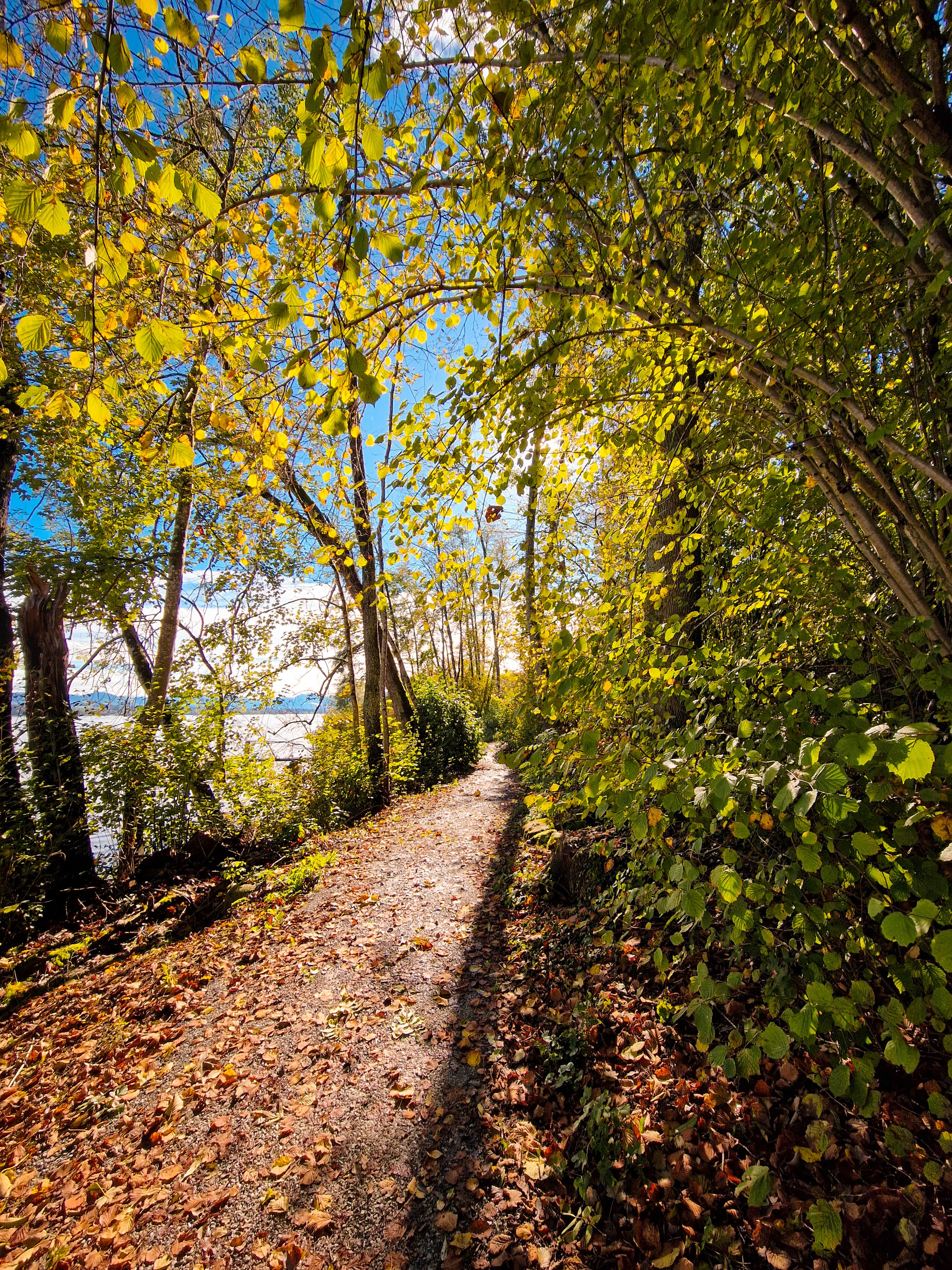 Scenic Autumn Pathway in Swiss Forest · Free Stock Photo