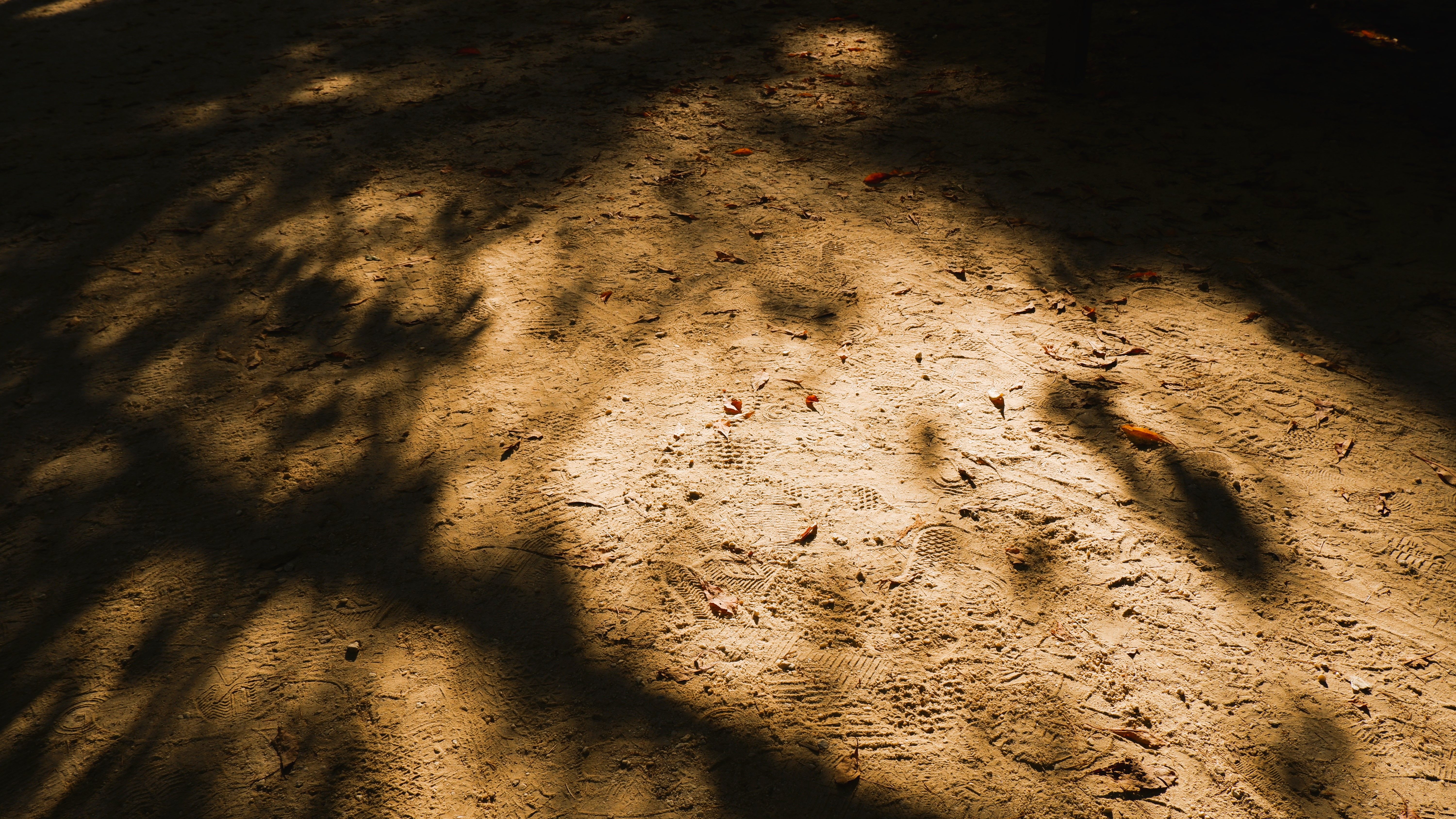 Autumn Shadows on Sandy Ground · Free Stock Photo
