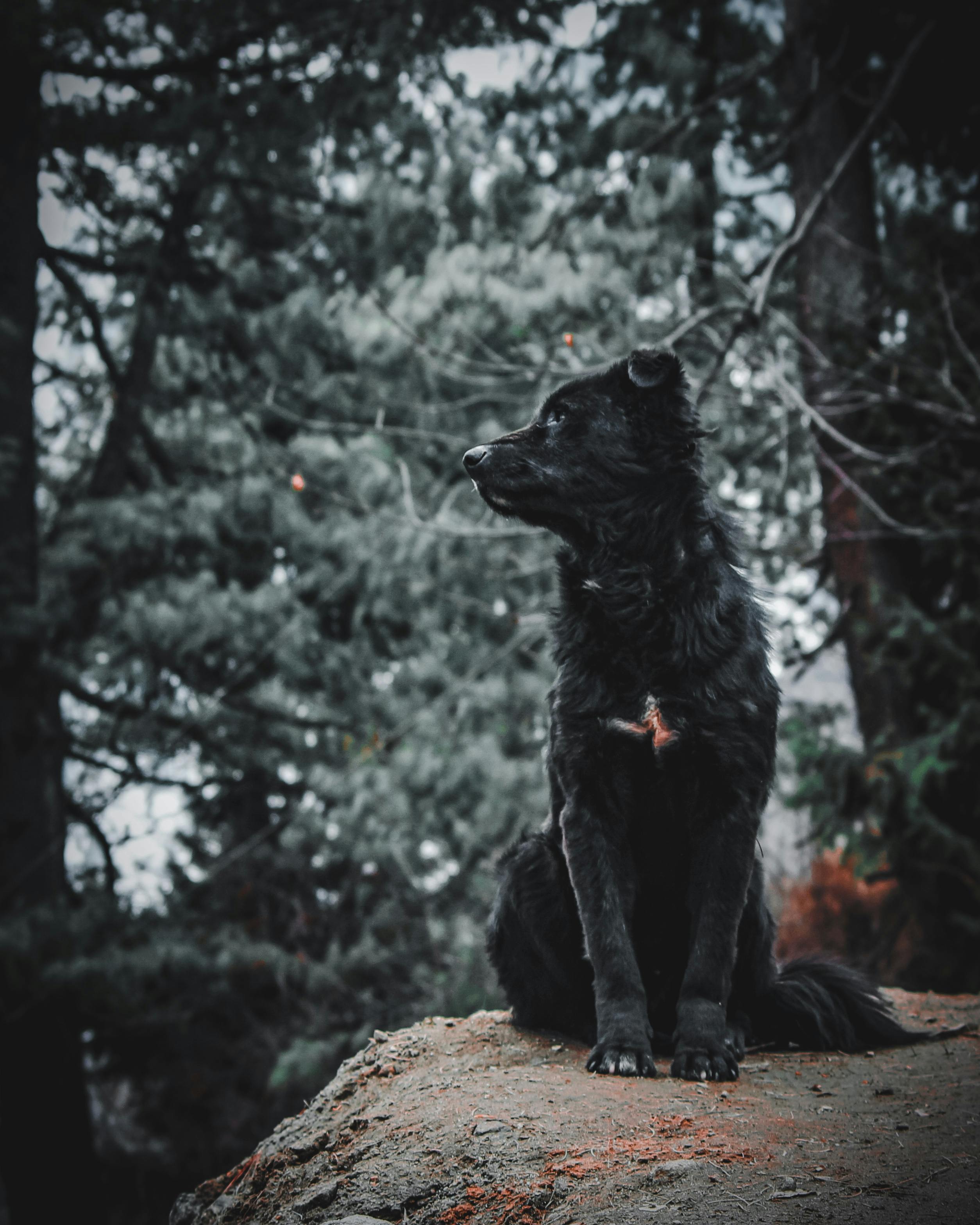 Meilleures photos sur le thème Comatoze+mude · Téléchargement gratuit ...