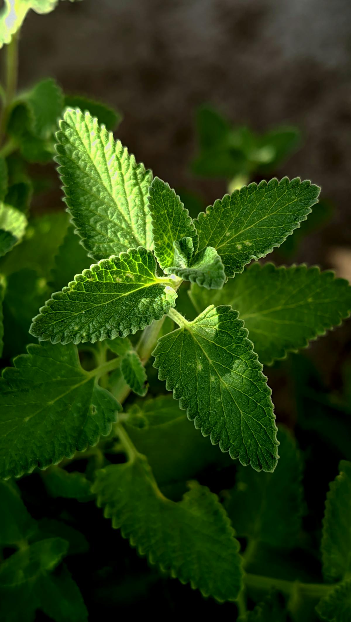 Green+Pfp Photos, Download The BEST Free Green+Pfp Stock Photos & HD Images