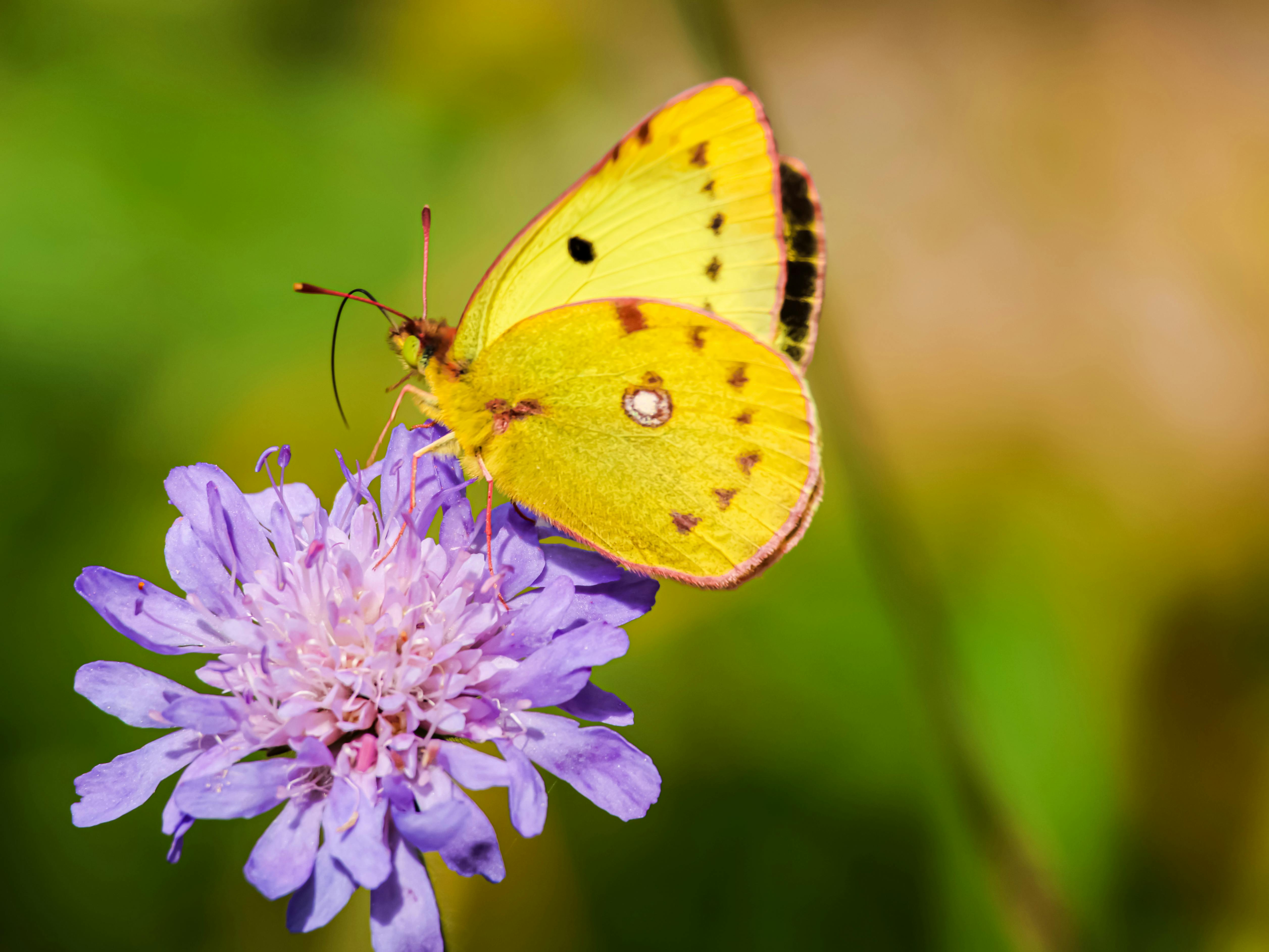 Purple And Yellow Butterfly Photos, Download The BEST Free Purple And ...