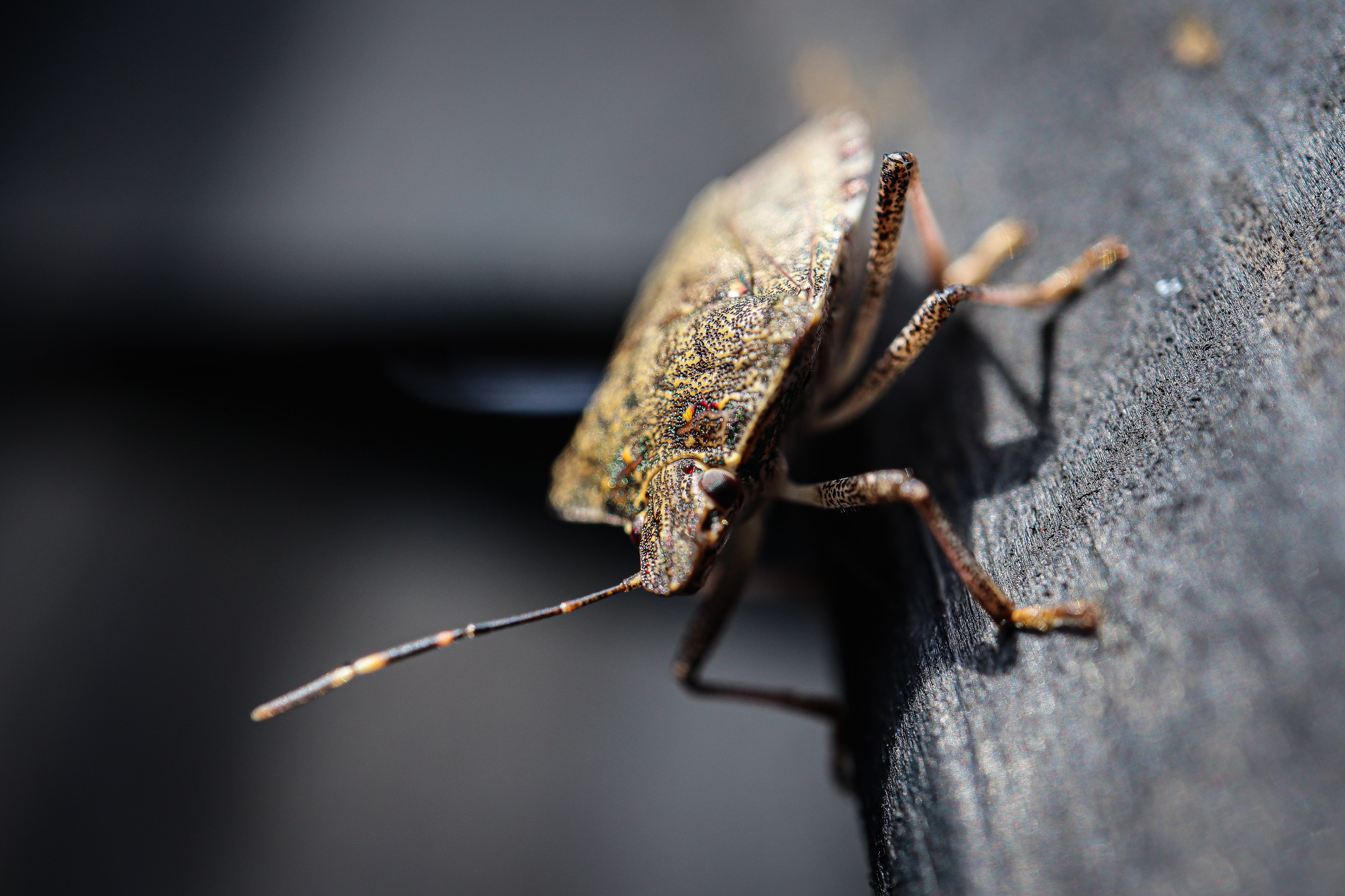 Bug Photos, Download The BEST Free Bug Stock Photos & HD Images