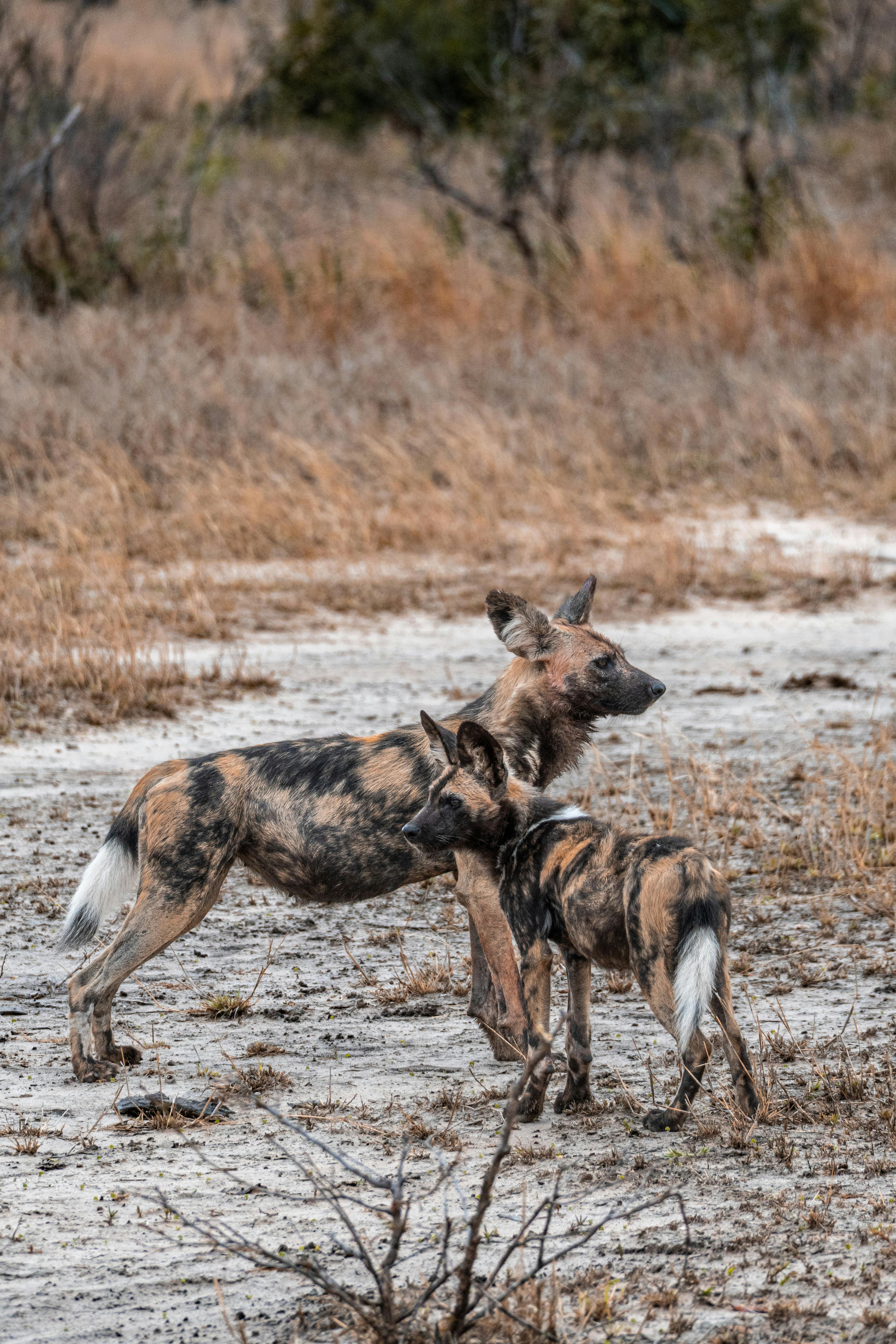 Perros Salvajes Africanos En Su Hábitat Natural · Foto de stock gratuita