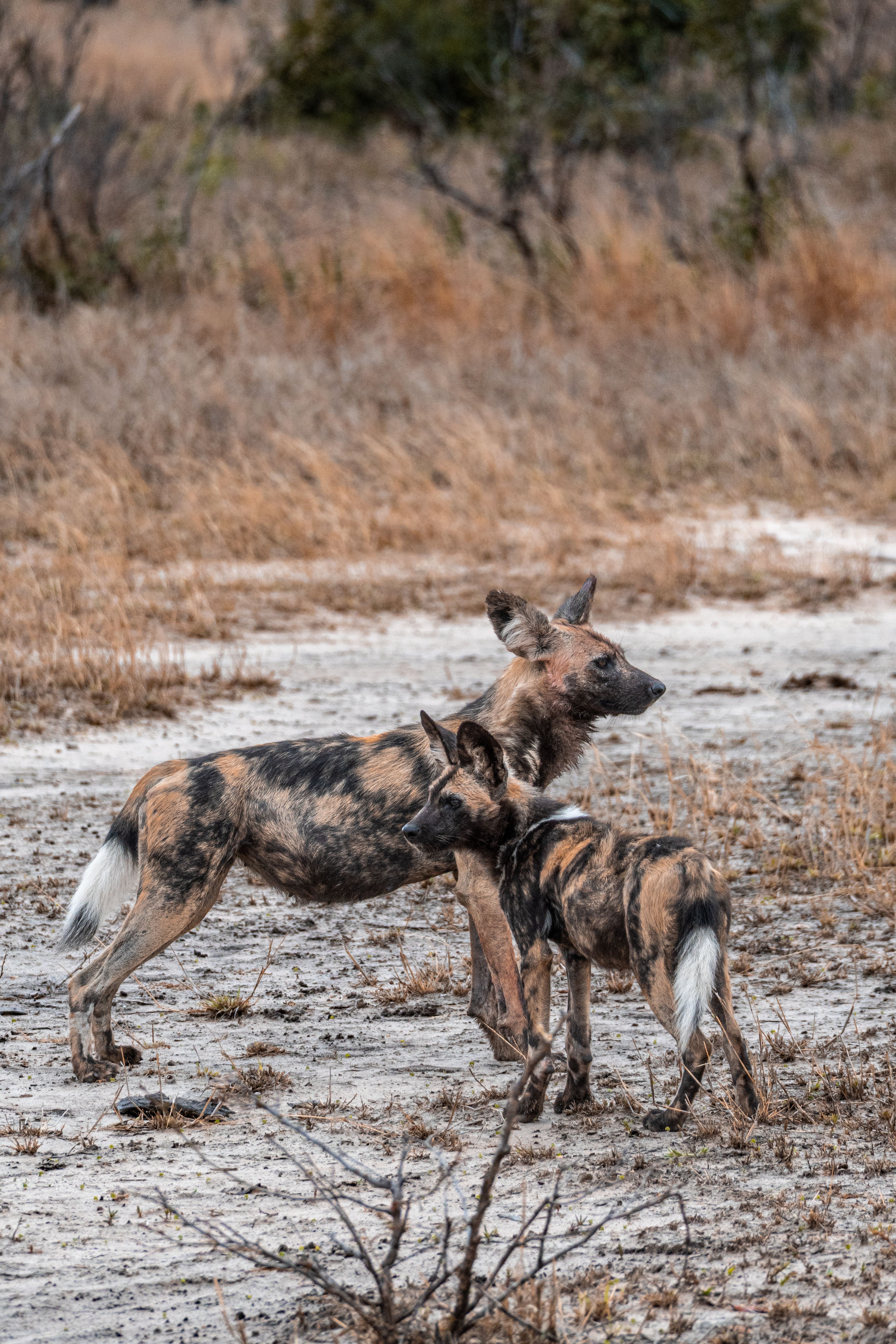 African Wild Dogs in Natural Habitat · Free Stock Photo