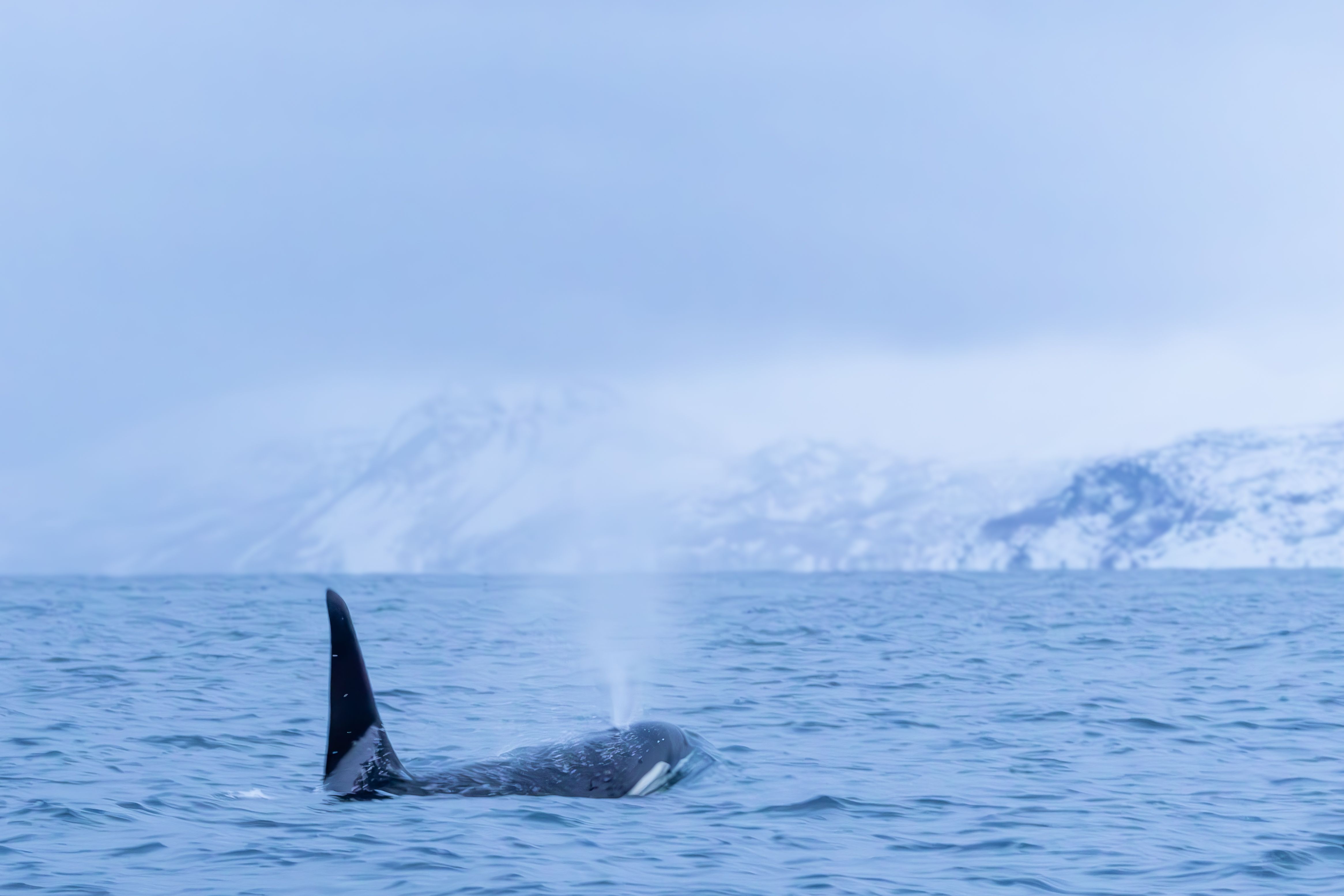 Orque Majestueuse Dans Les Eaux Glacées De L'arctique · Photo gratuite