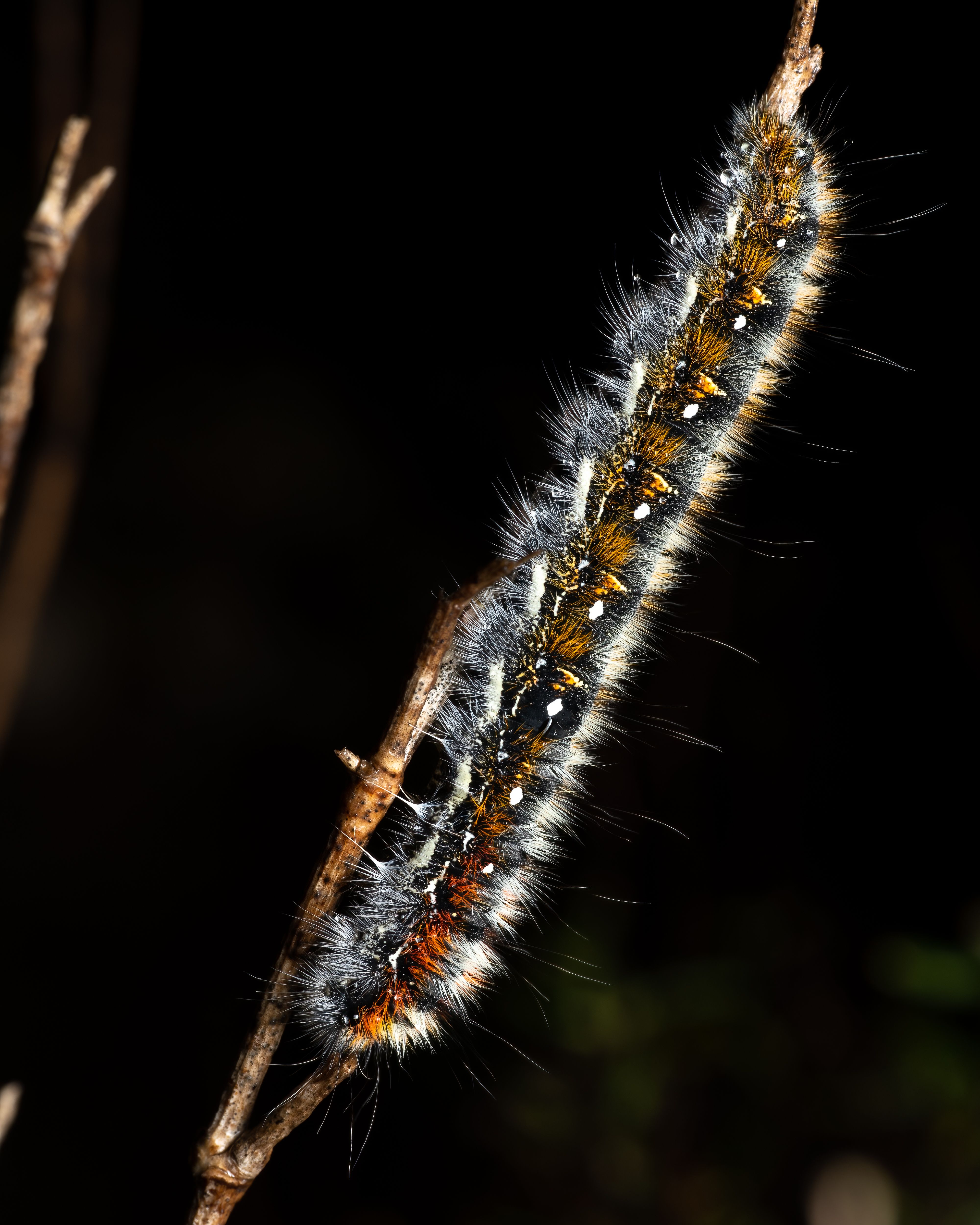 Vibrant Furry Caterpillar on Branch in Macro Detail · Free Stock Photo