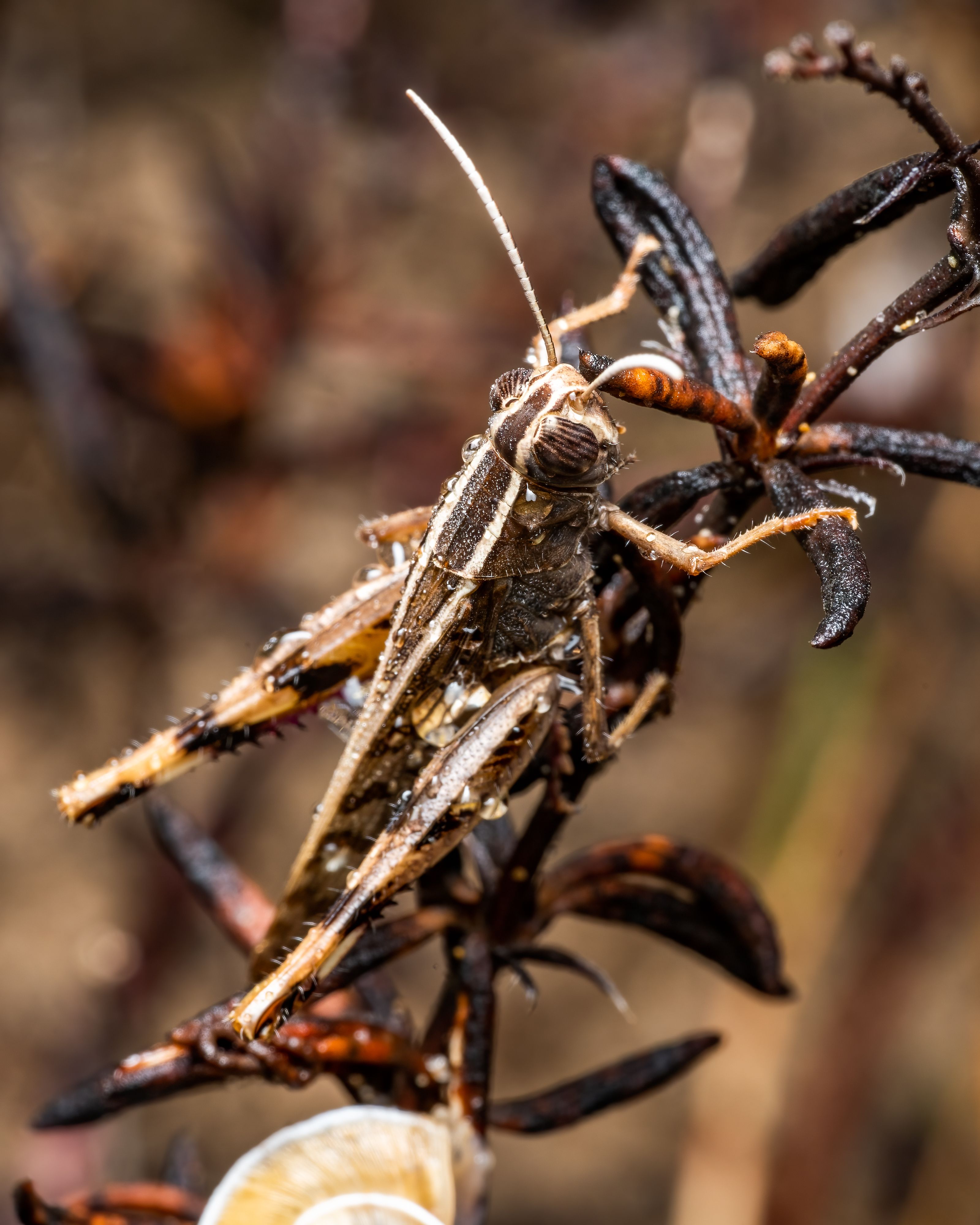 Close-up of a Brown Grasshopper on a Branch · Free Stock Photo