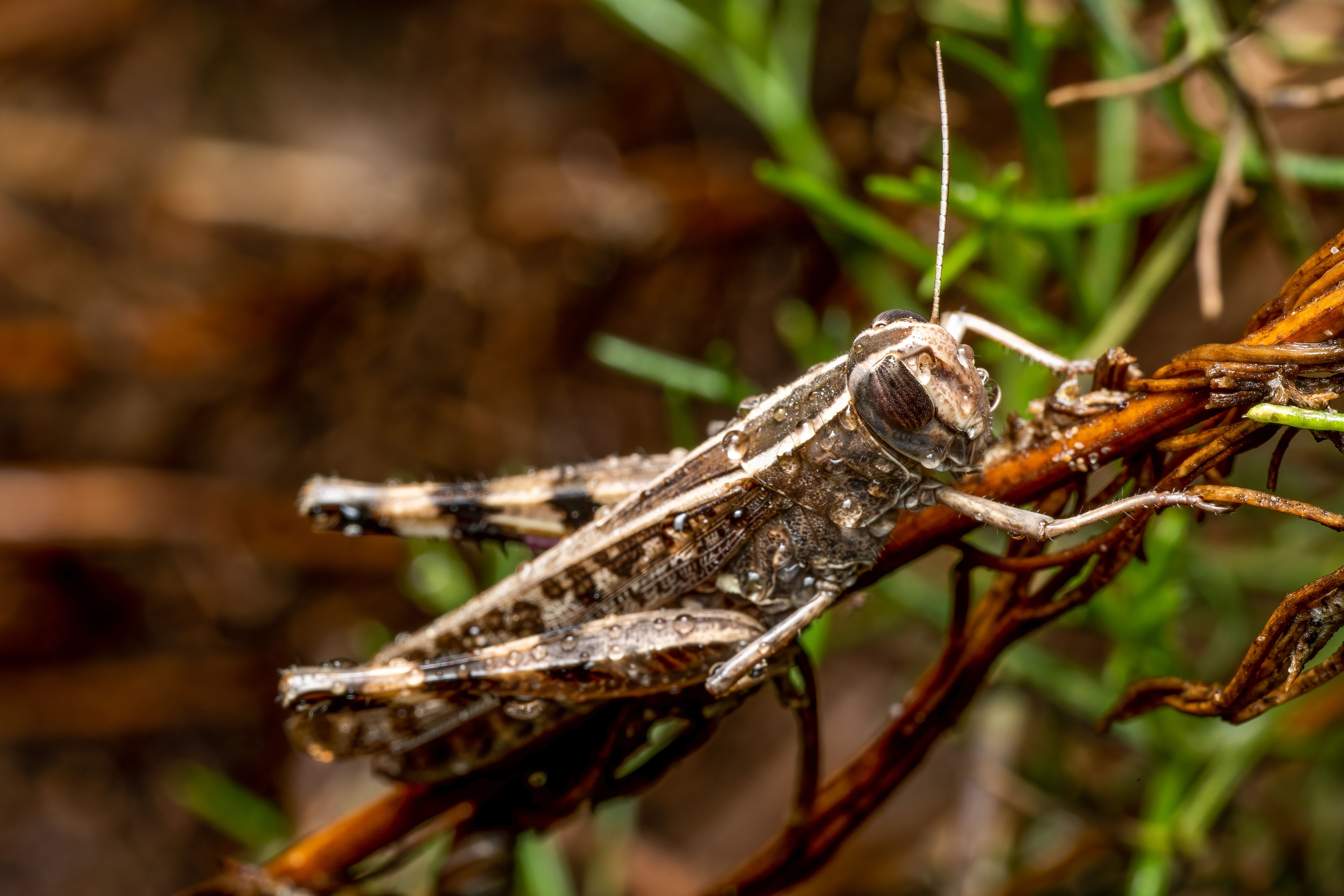 Calliptamus Italicus Langosta Italiana (Langosta Italiana) · Foto de ...