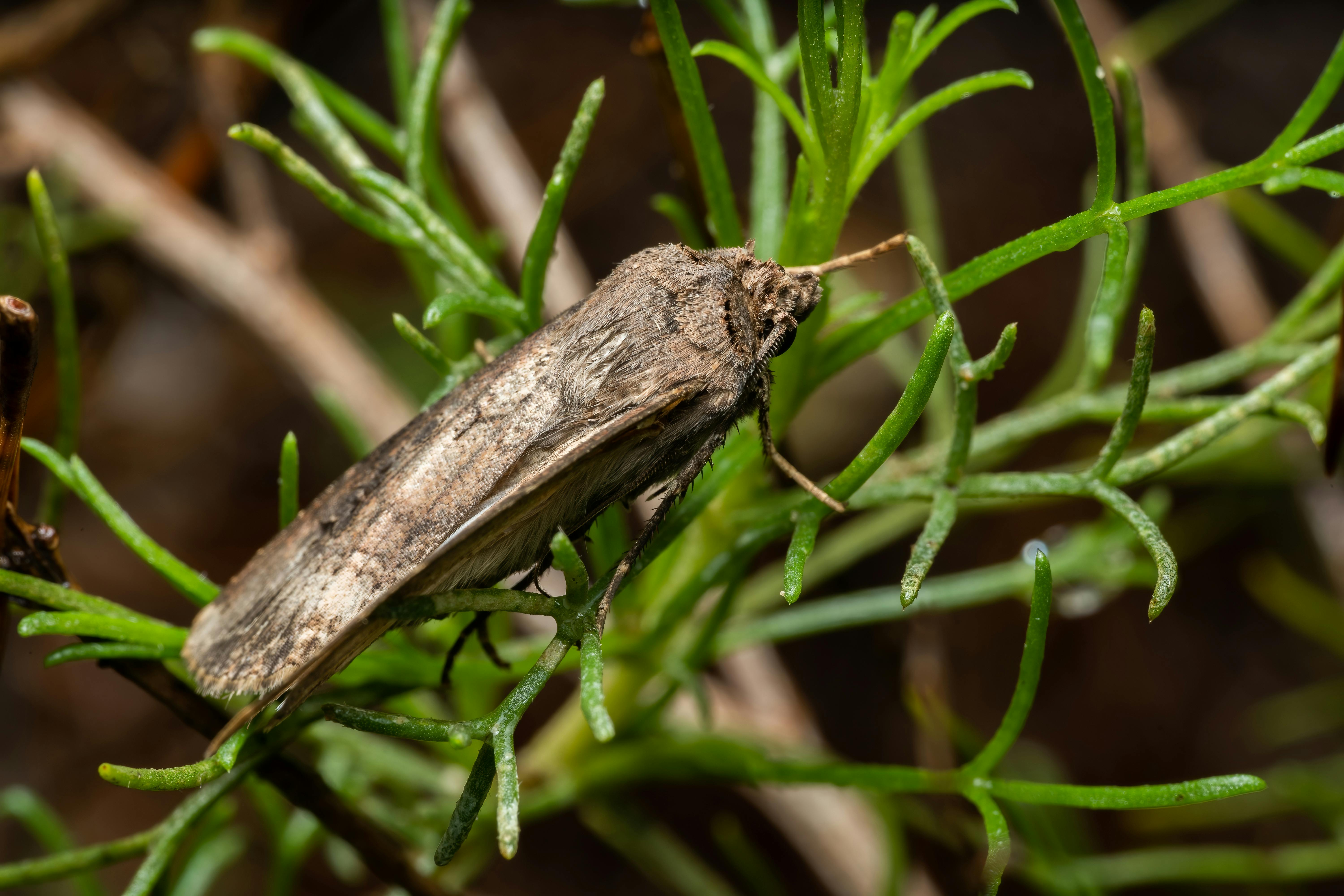 Moth Photos, Download The BEST Free Moth Stock Photos & HD Images