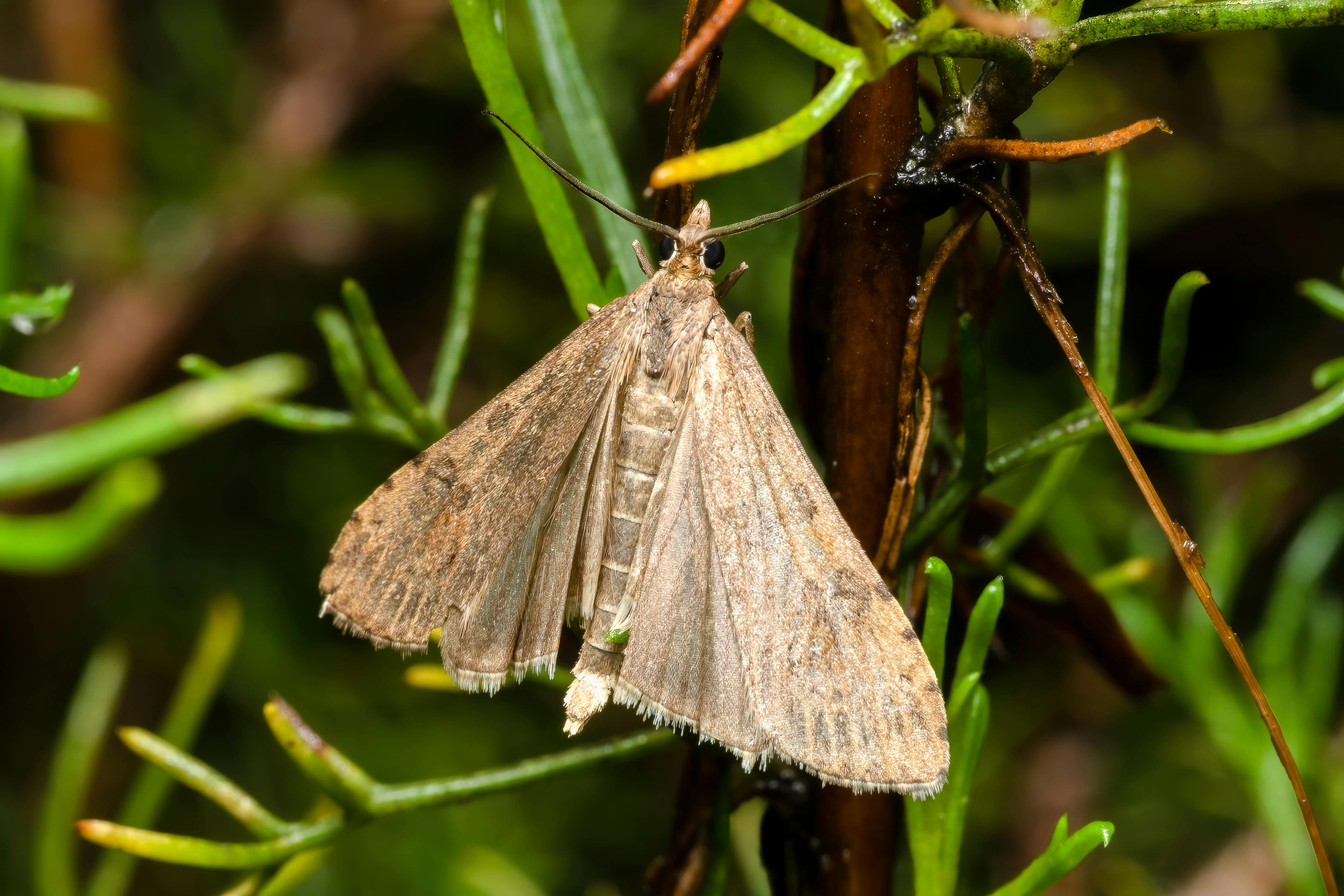 Moth Photos, Download The BEST Free Moth Stock Photos & HD Images