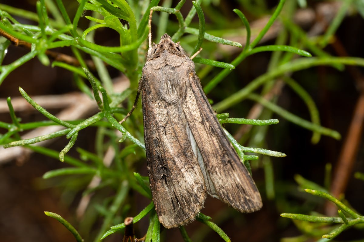 Moth Photos, Download The BEST Free Moth Stock Photos & HD Images