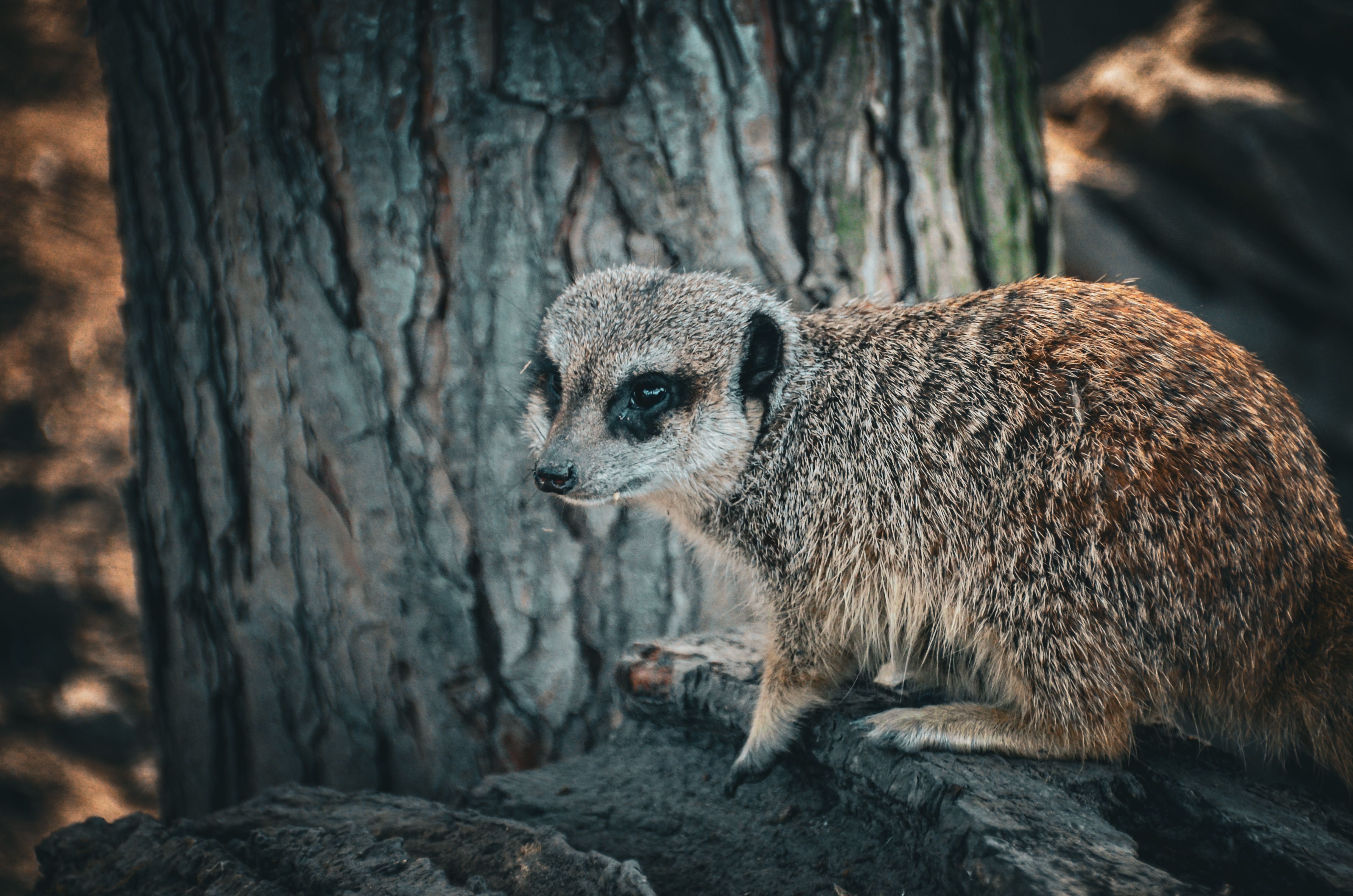 Meerkat Resting on a Log in the Forest · Free Stock Photo