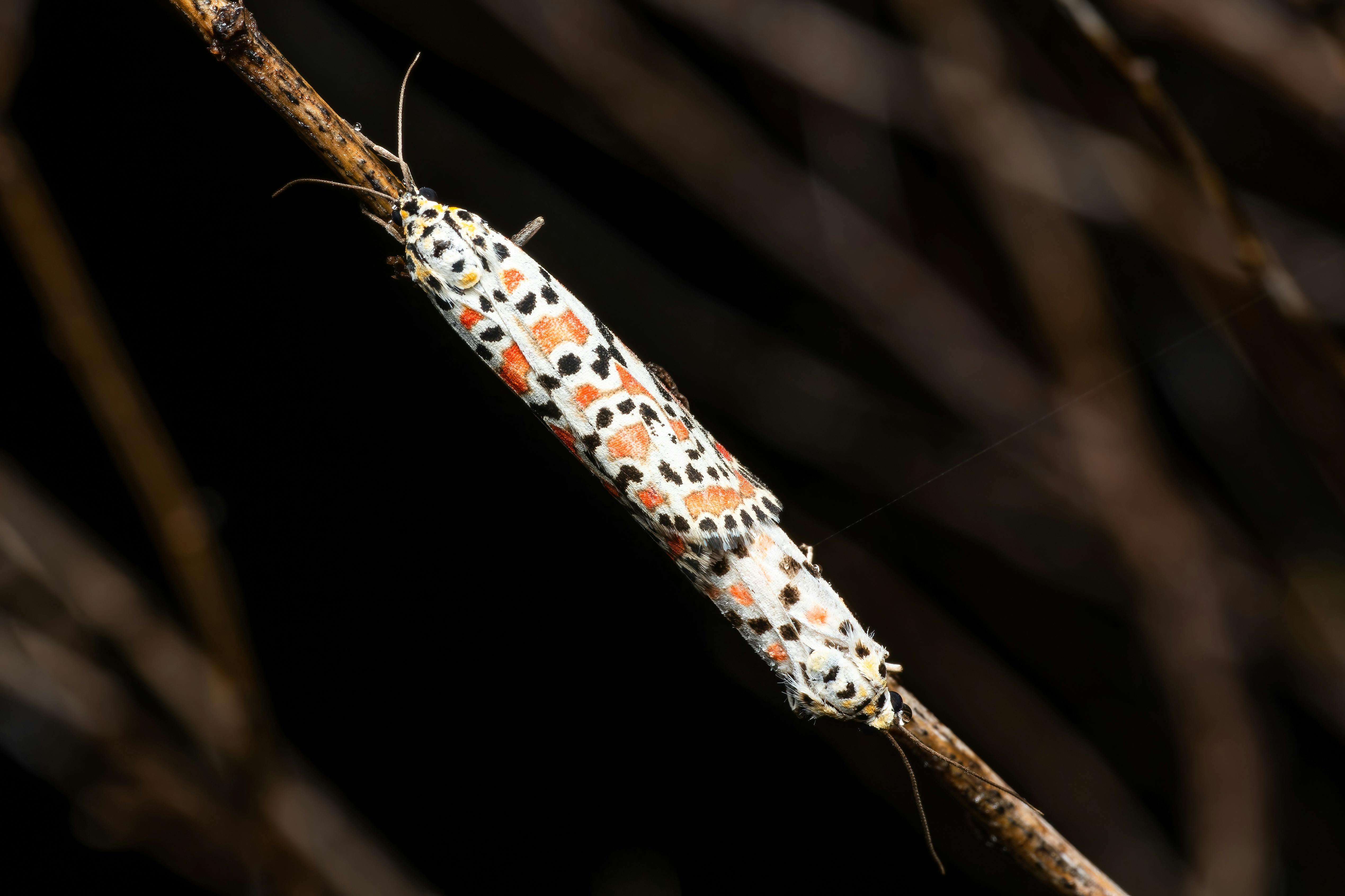 Moth Photos, Download The BEST Free Moth Stock Photos & HD Images