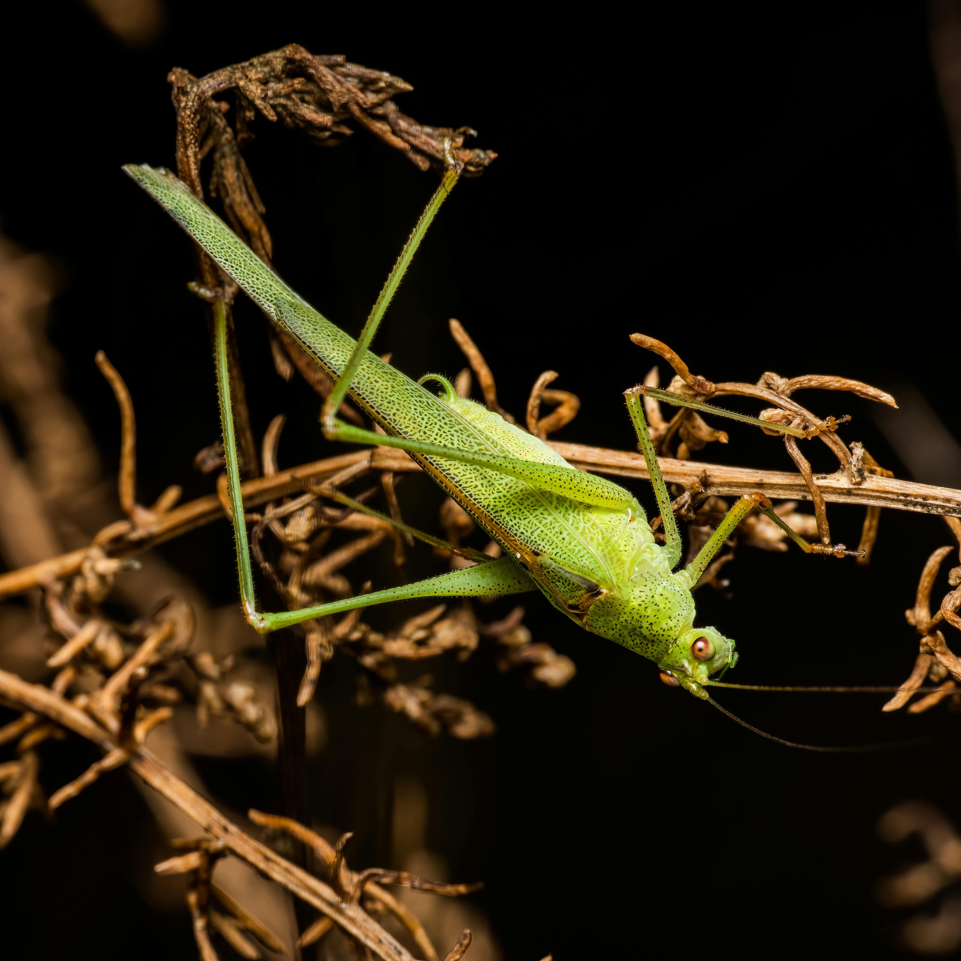 Insect Wallpaper Photos, Download The BEST Free Insect Wallpaper Stock ...