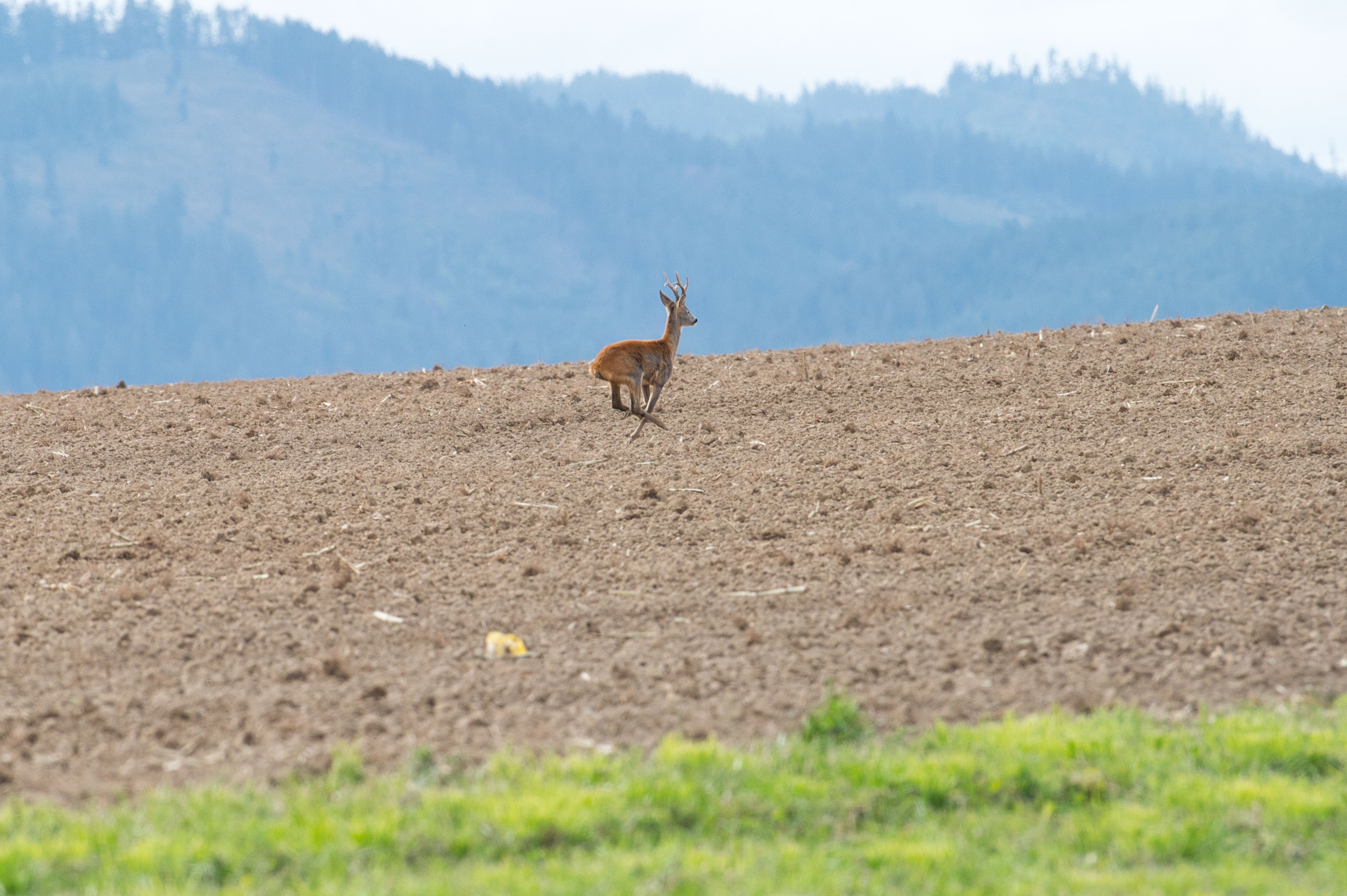 Deer Drawing Photos, Download The BEST Free Deer Drawing Stock Photos ...
