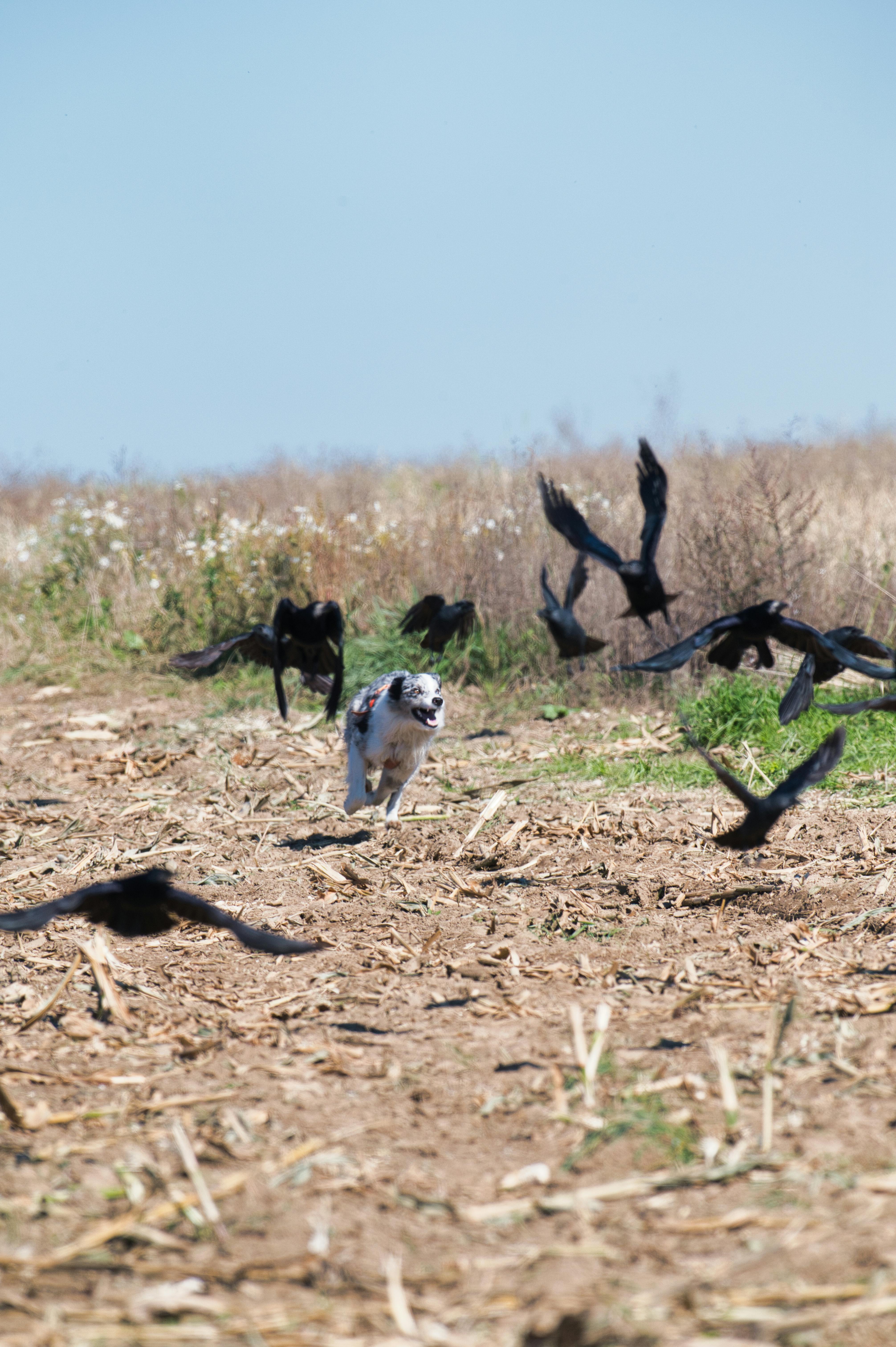 Crows Photos, Download The BEST Free Crows Stock Photos & HD Images