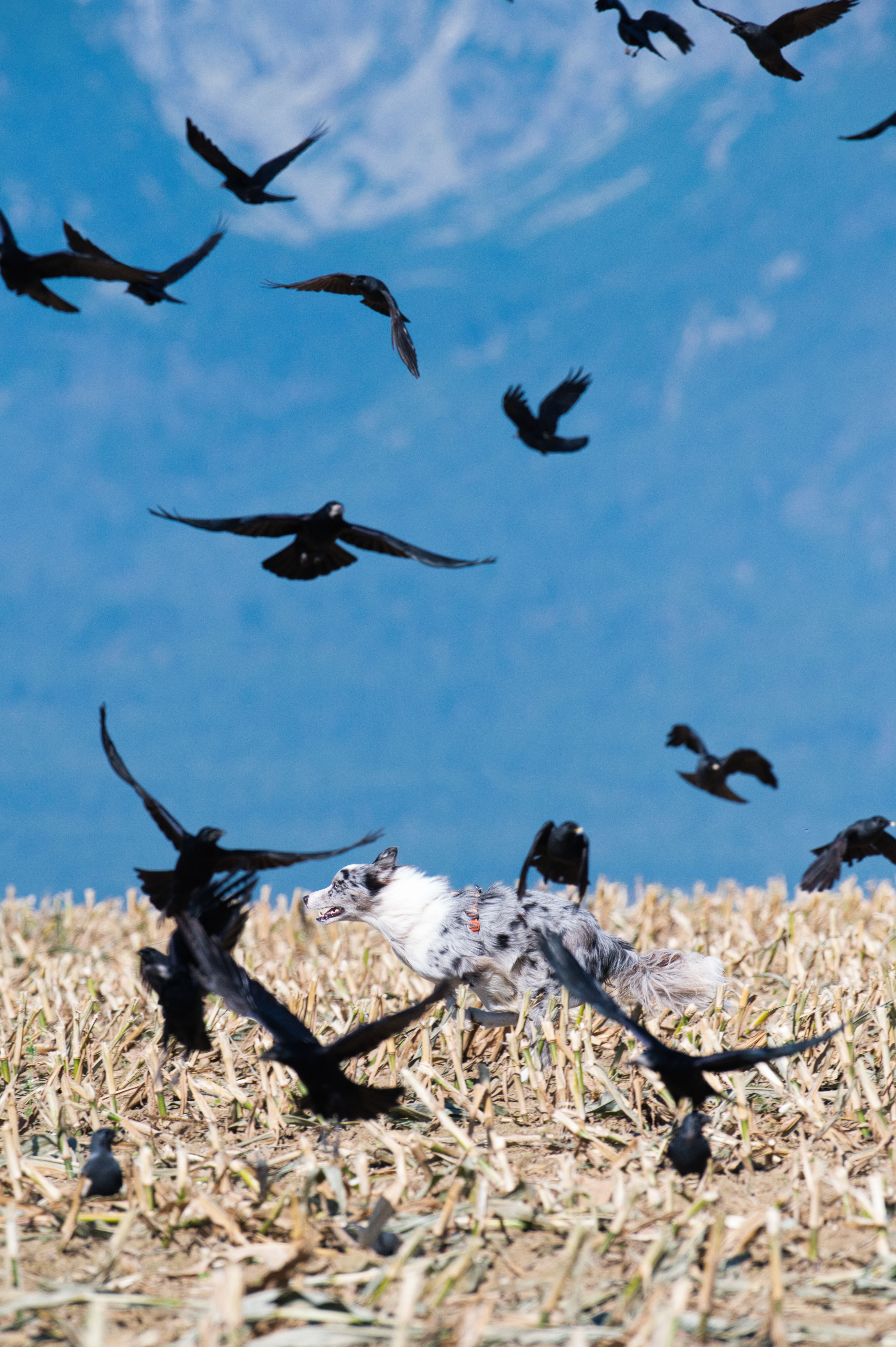 Border Collie Chasing Birds in Field · Free Stock Photo