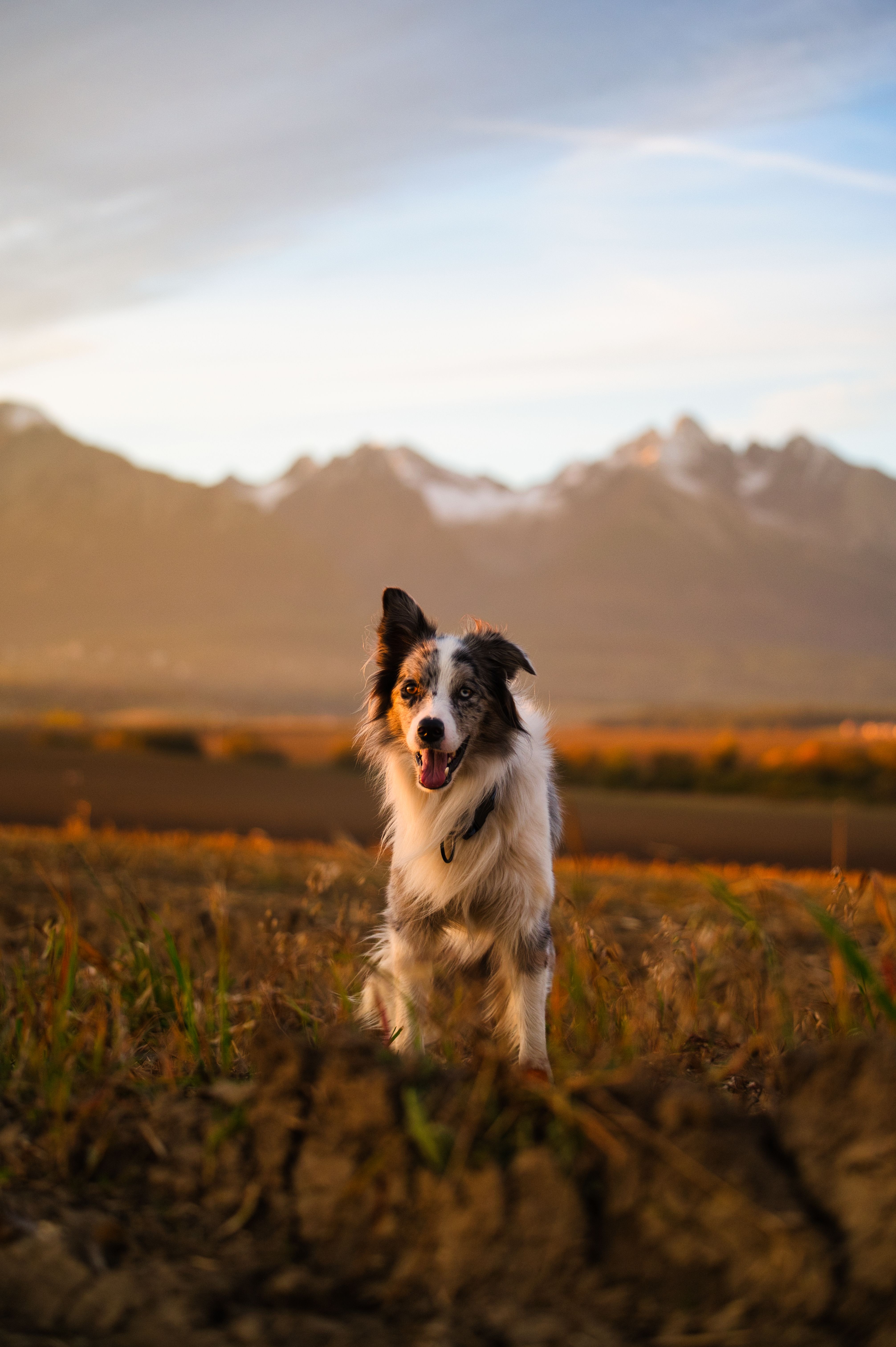 Joyful Border Collie in Scenic Mountain Landscape · Free Stock Photo