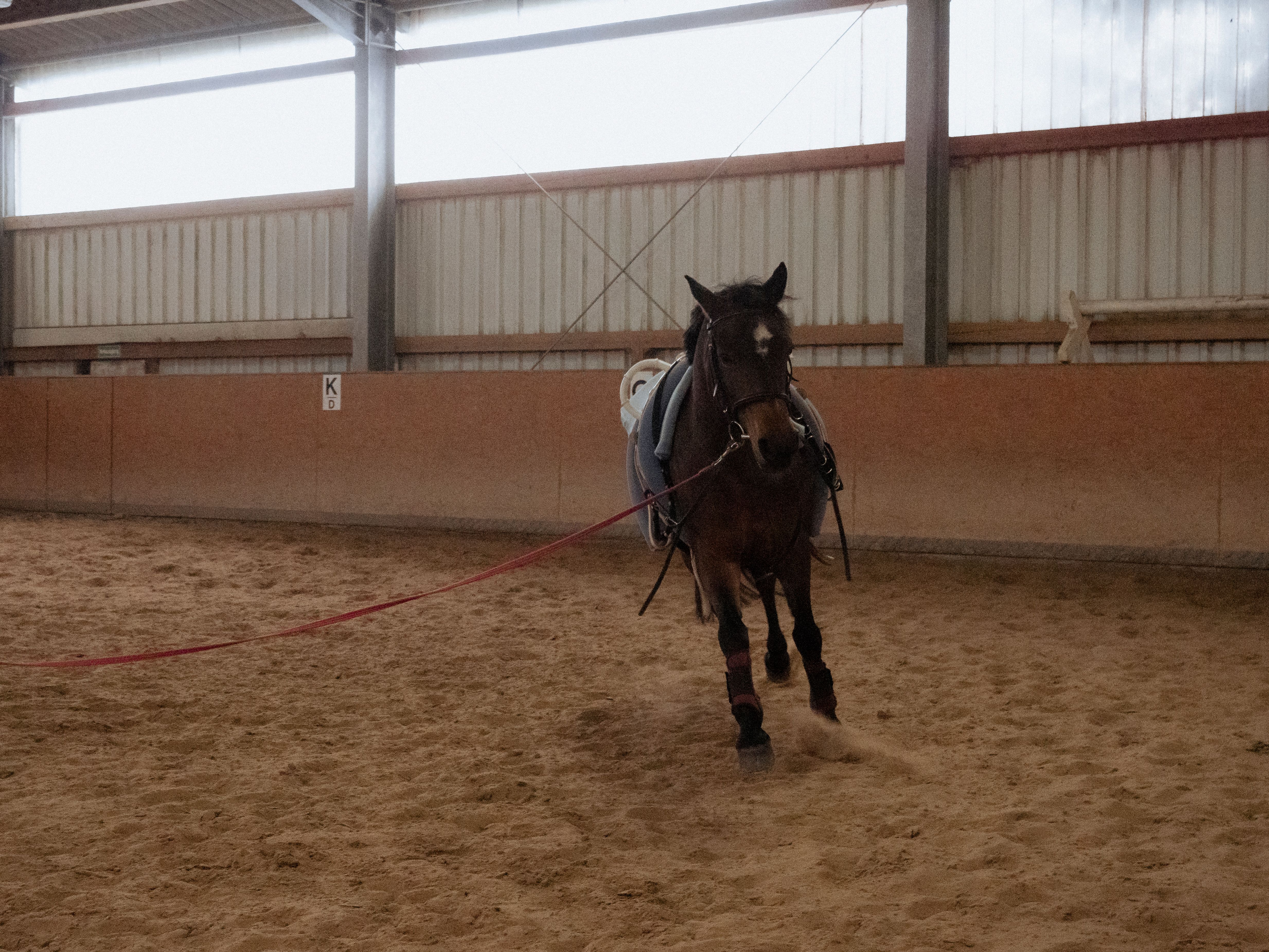 Lunging Cat Photos, Download The BEST Free Lunging Cat Stock Photos ...