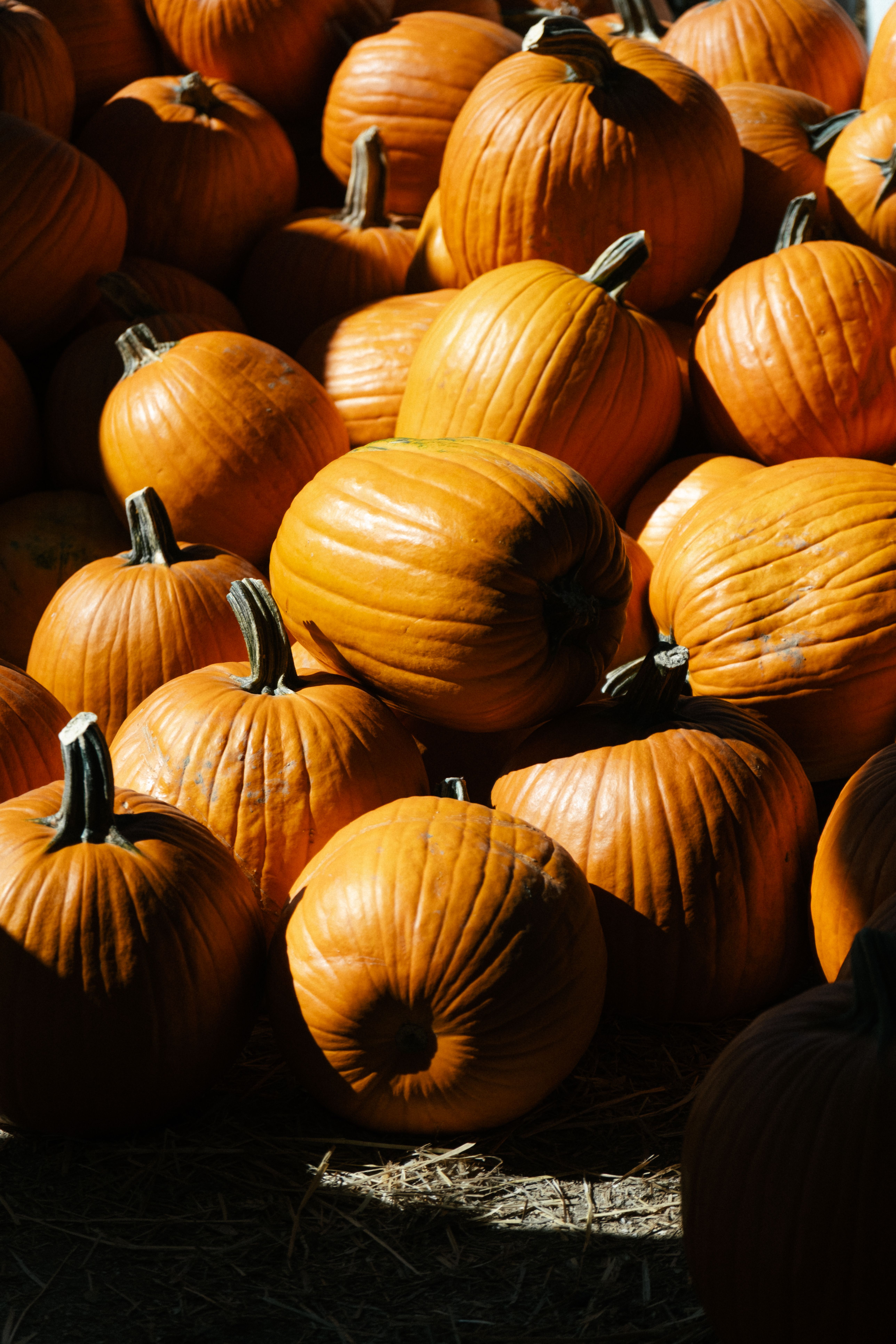 Autumn Pumpkin Photos, Download The BEST Free Autumn Pumpkin Stock ...