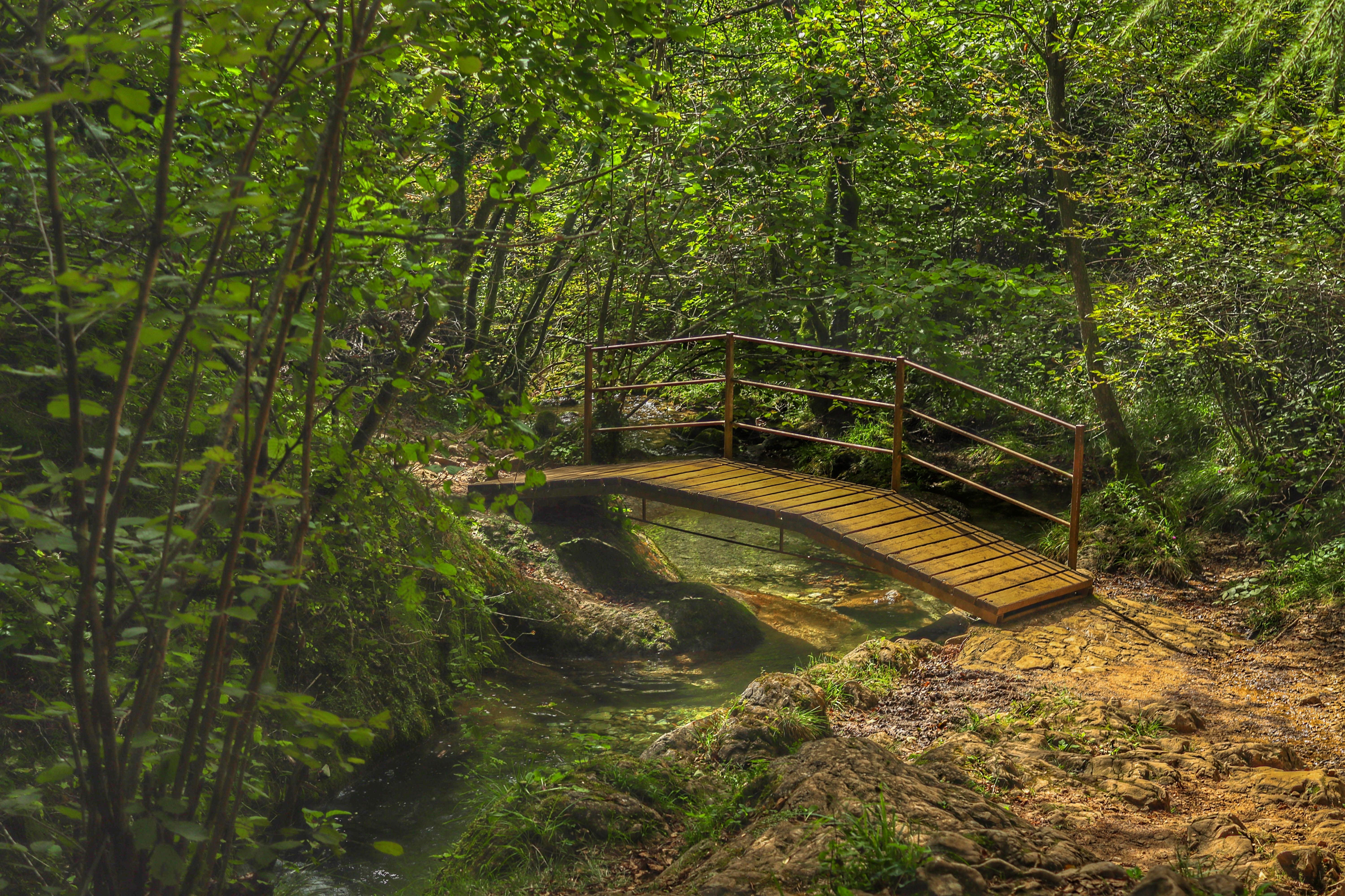 Rustic Wooden Bridge in Lush Forest Landscape · Free Stock Photo