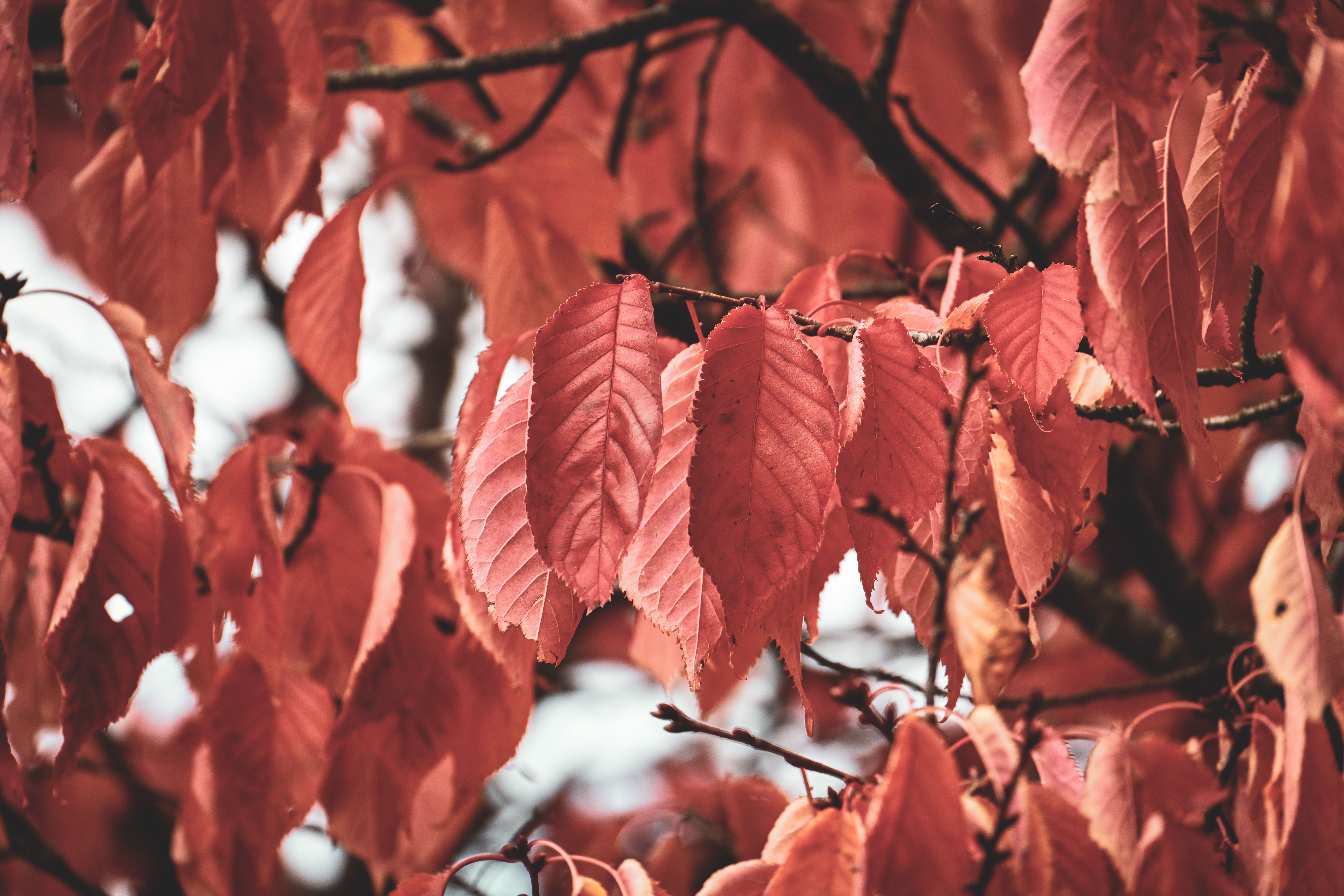 Vibrant Autumn Leaves Close-Up in Fall Season · Free Stock Photo