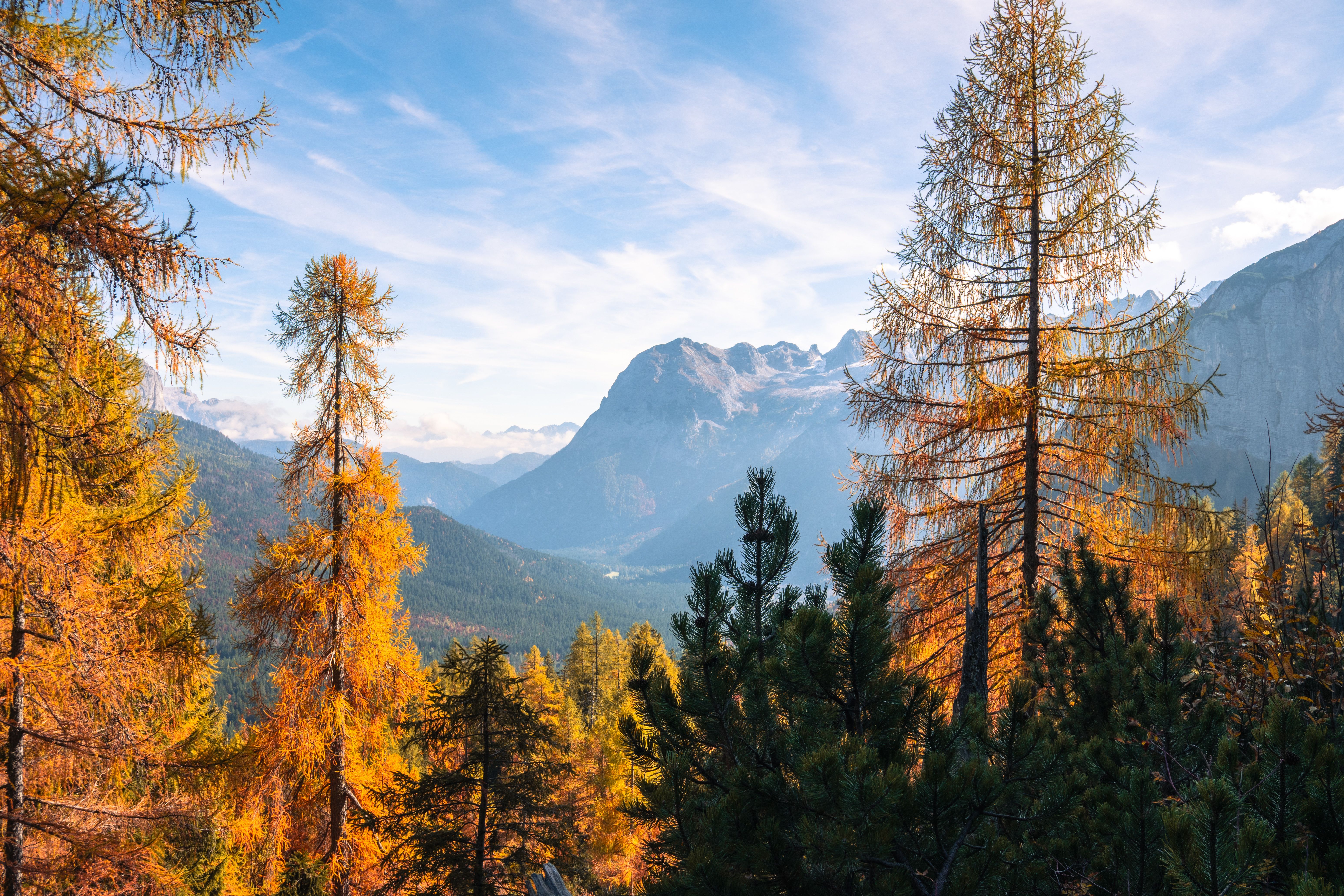 Golden Autumn Forest in the Italian Alps · Free Stock Photo