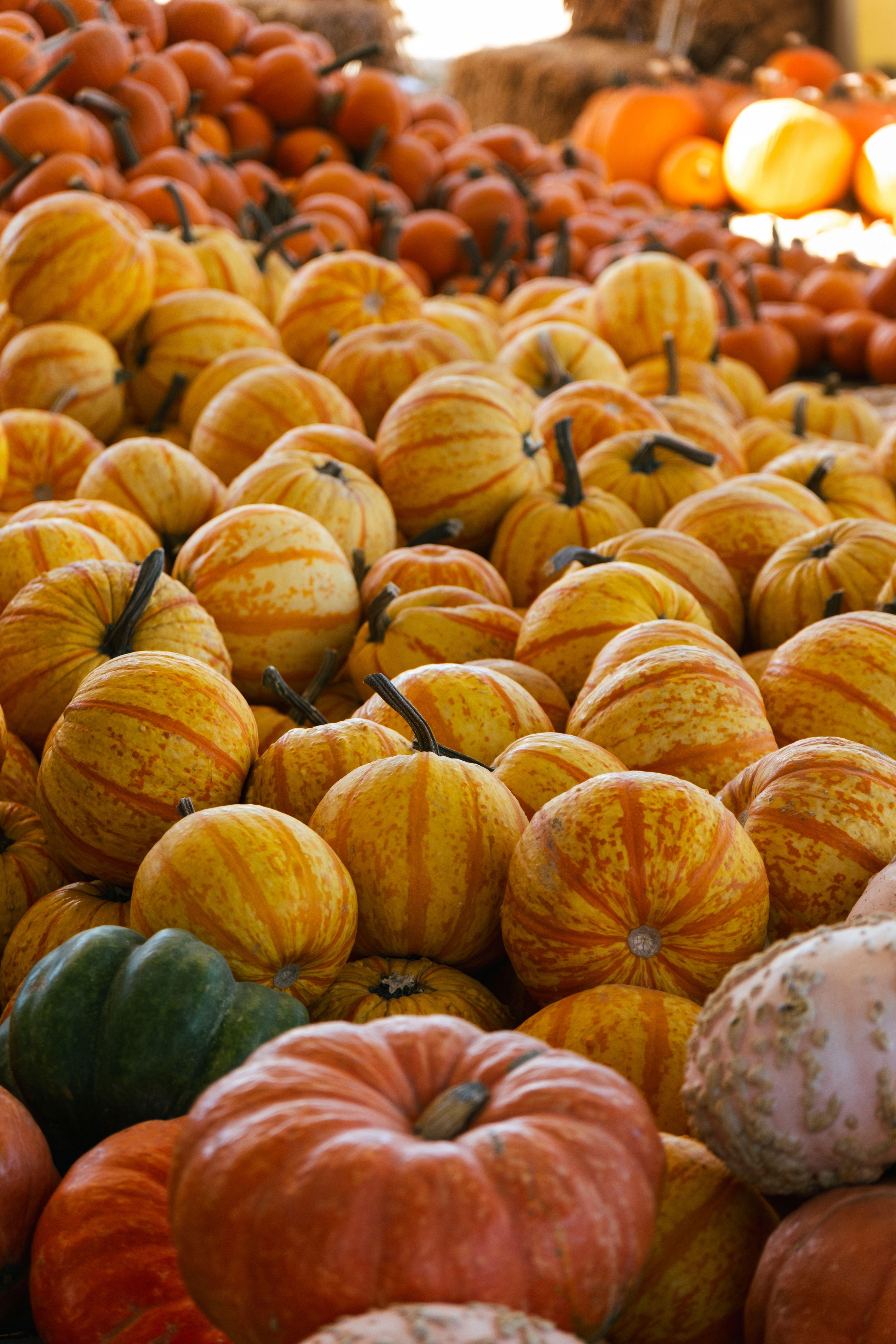 Vibrant Autumn Harvest Display of Pumpkins · Free Stock Photo
