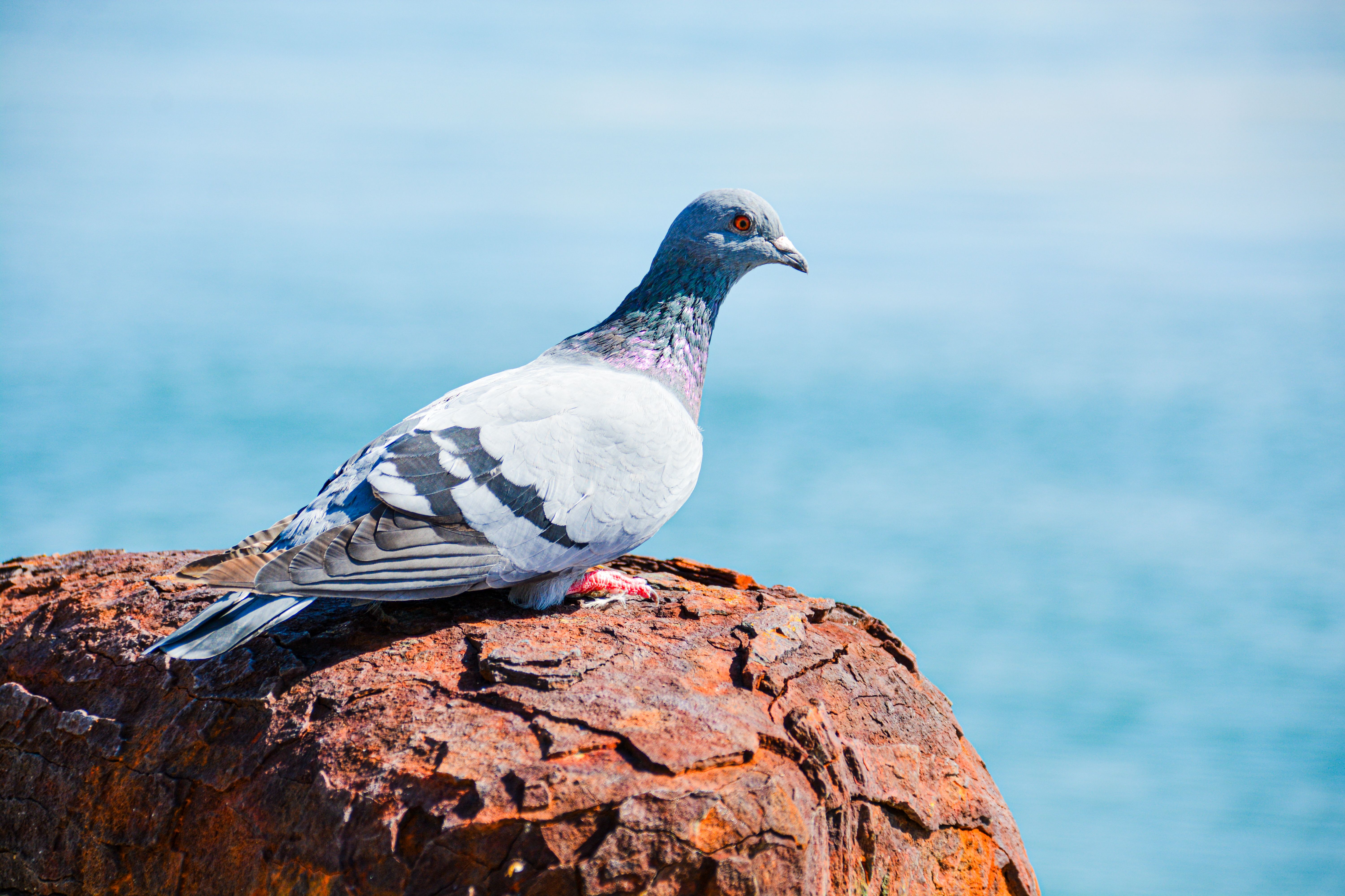 Dove+Pakistan Photos, Download The BEST Free Dove+Pakistan Stock Photos ...