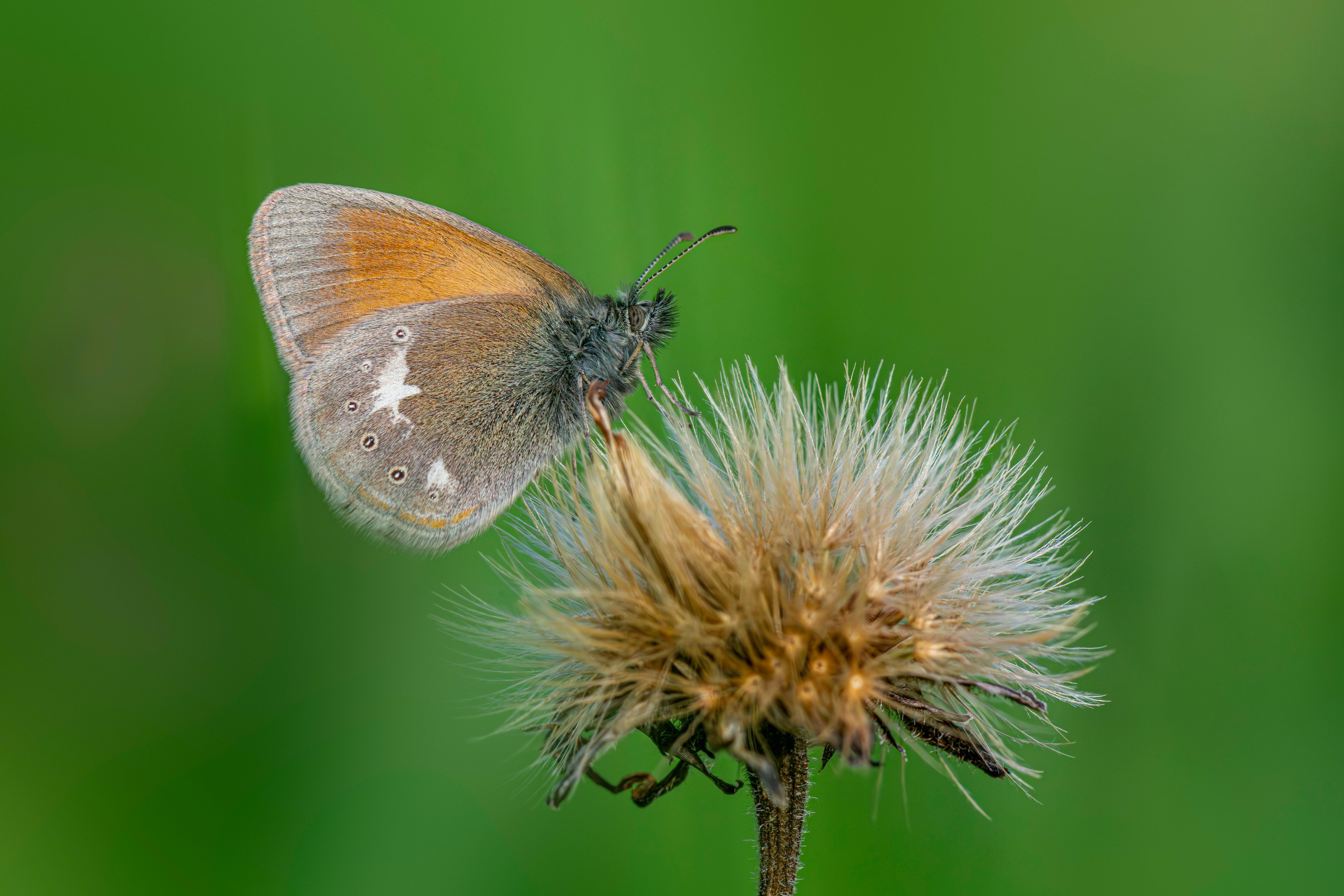 Small Photos, Download The BEST Free Small Stock Photos & HD Images