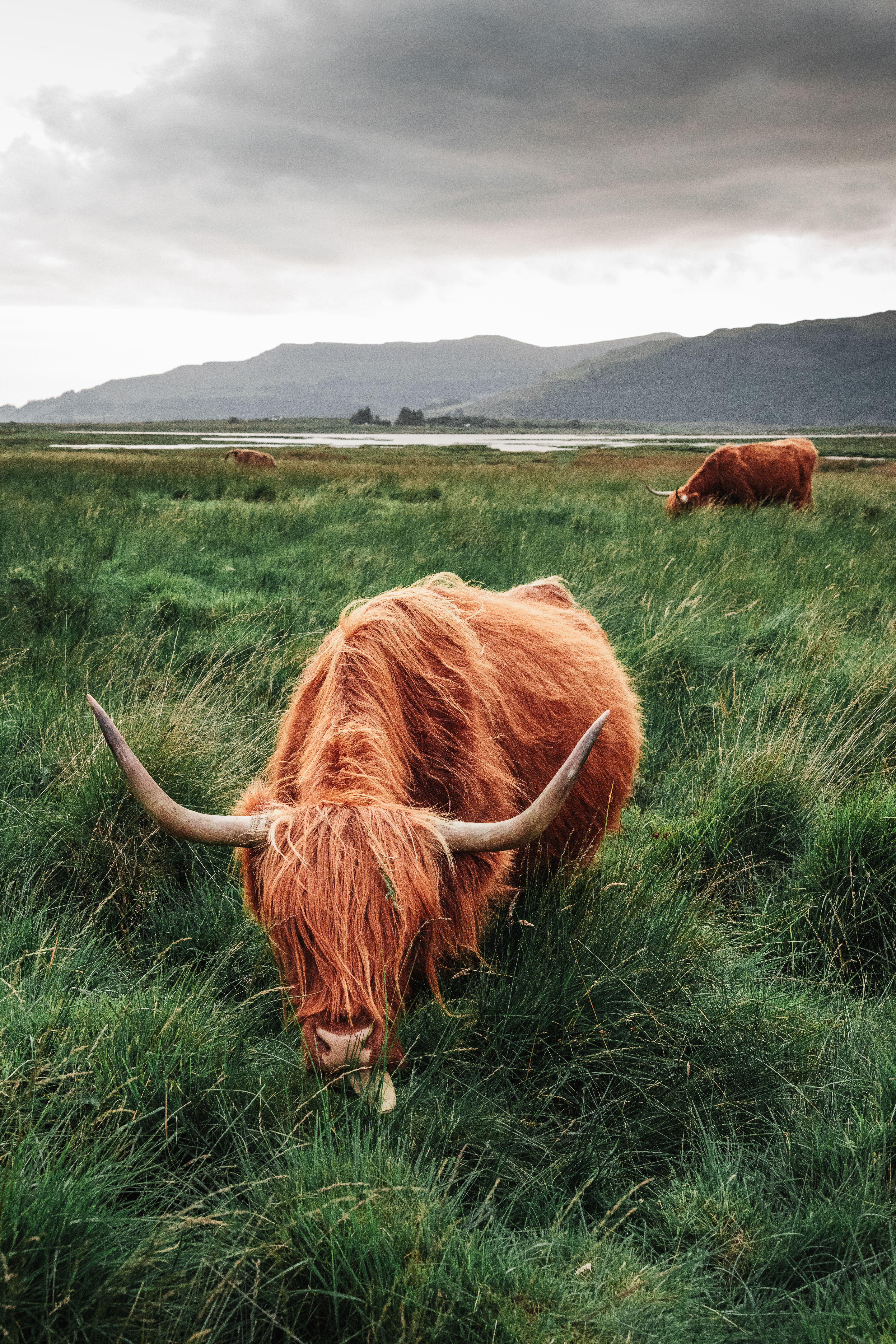 Thumbnail For Cow Photos, Download The BEST Free Thumbnail For Cow ...