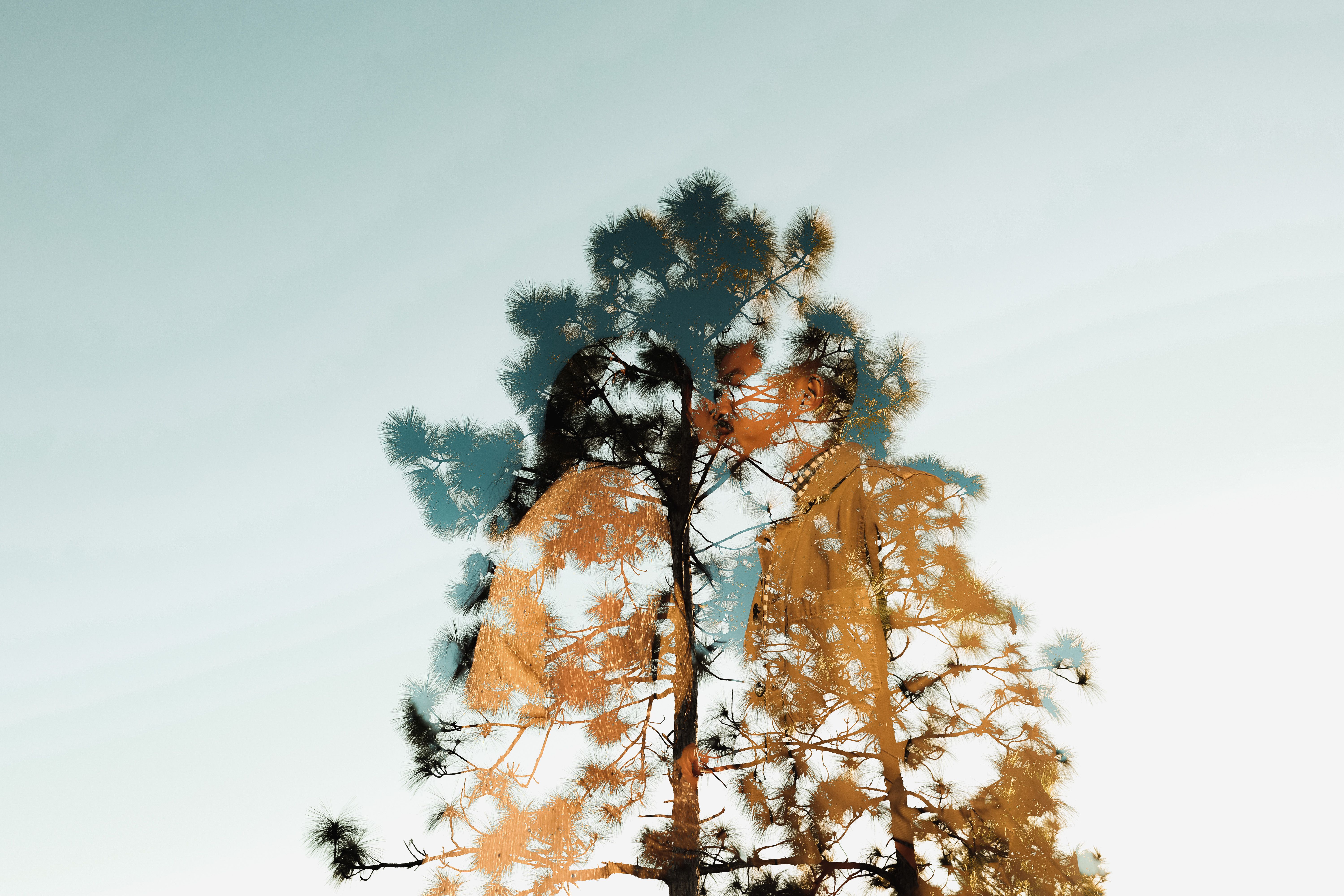 Artistic Double Exposure of Trees and Sky · Free Stock Photo