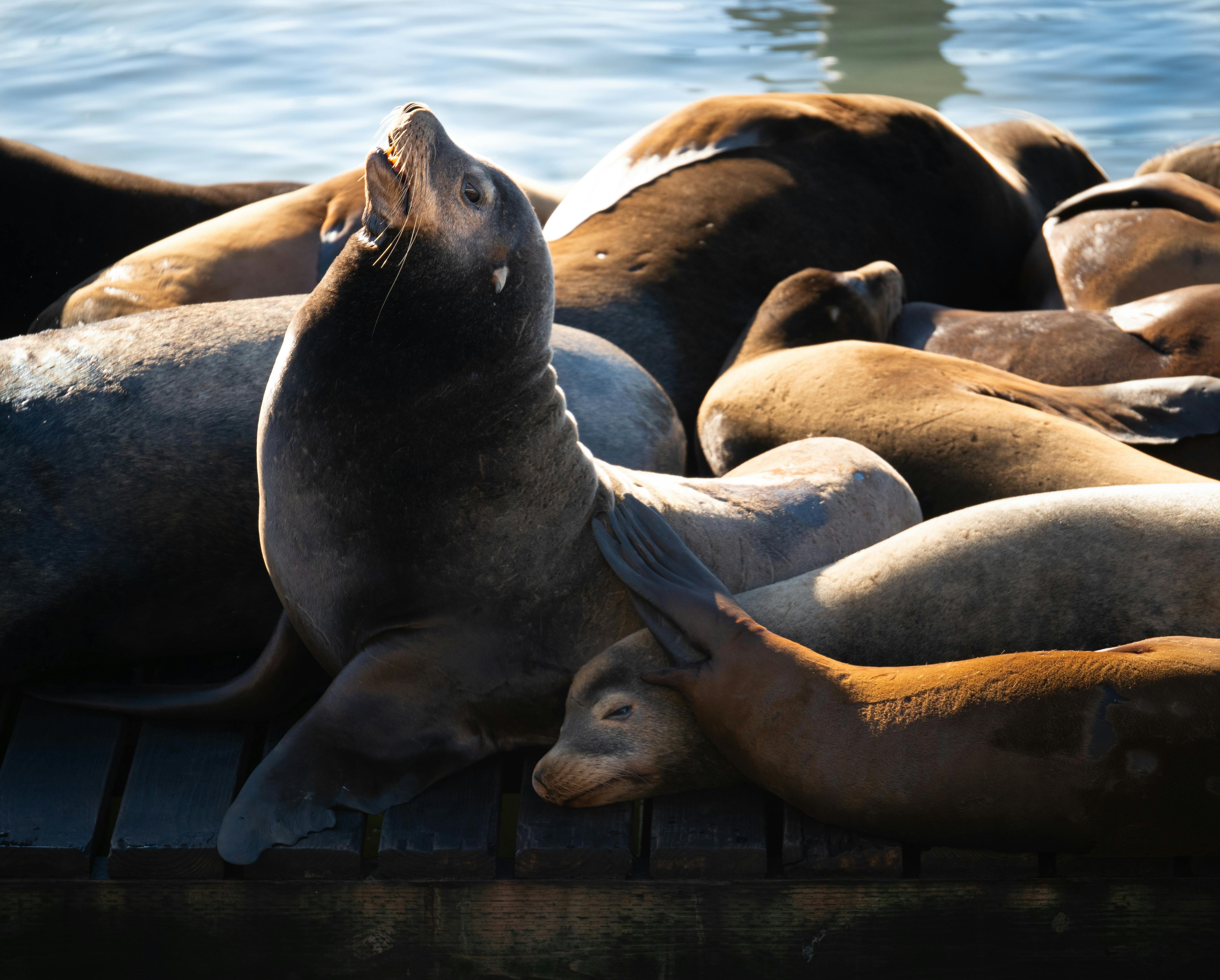 Therian Animals Photos, Download The BEST Free Therian Animals Stock ...