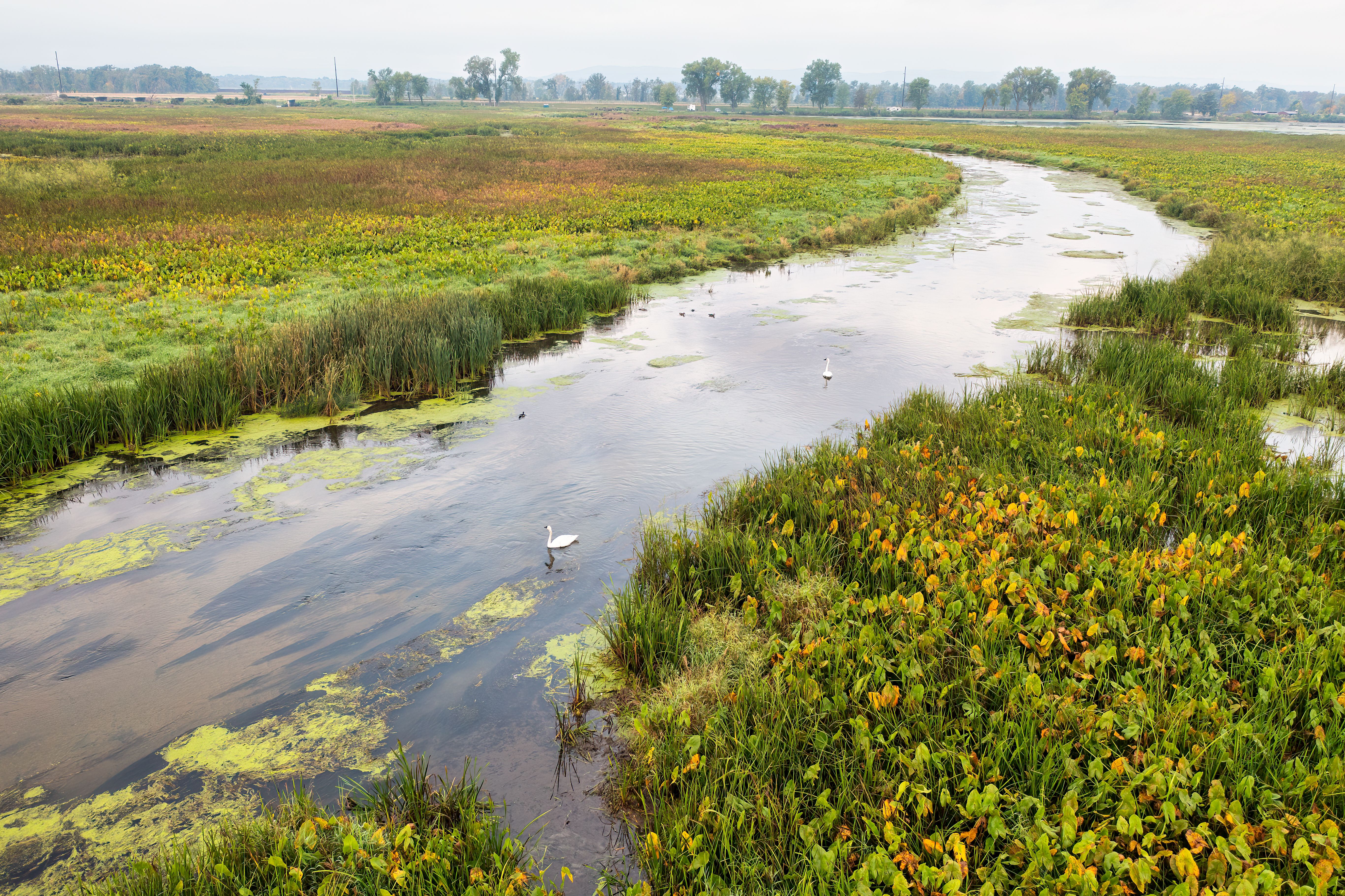 Scenic Wetlands of Alma, Wisconsin in Autumn · Free Stock Photo