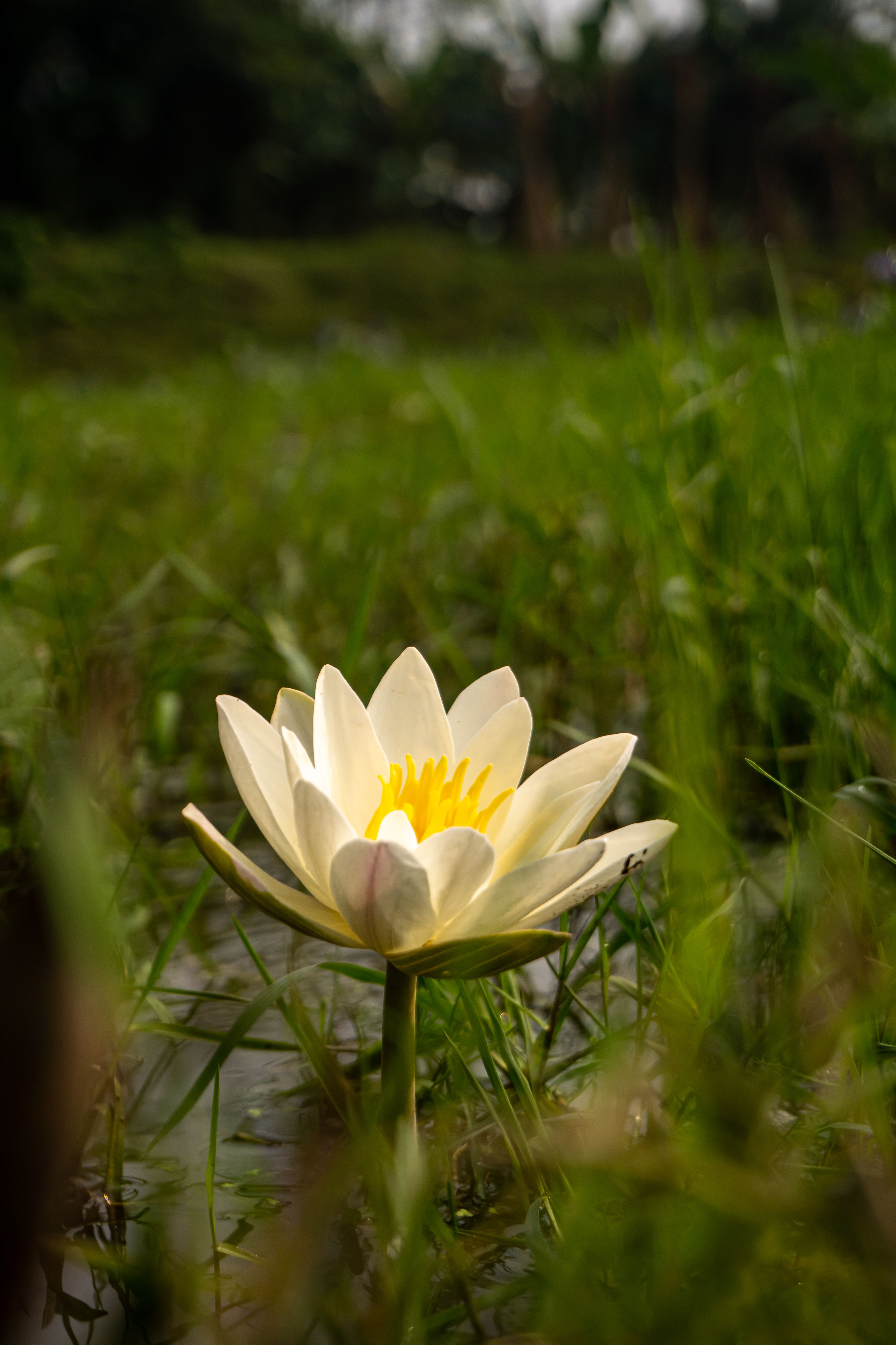 Zen In Bomen Photos, Download The BEST Free Zen In Bomen Stock Photos ...