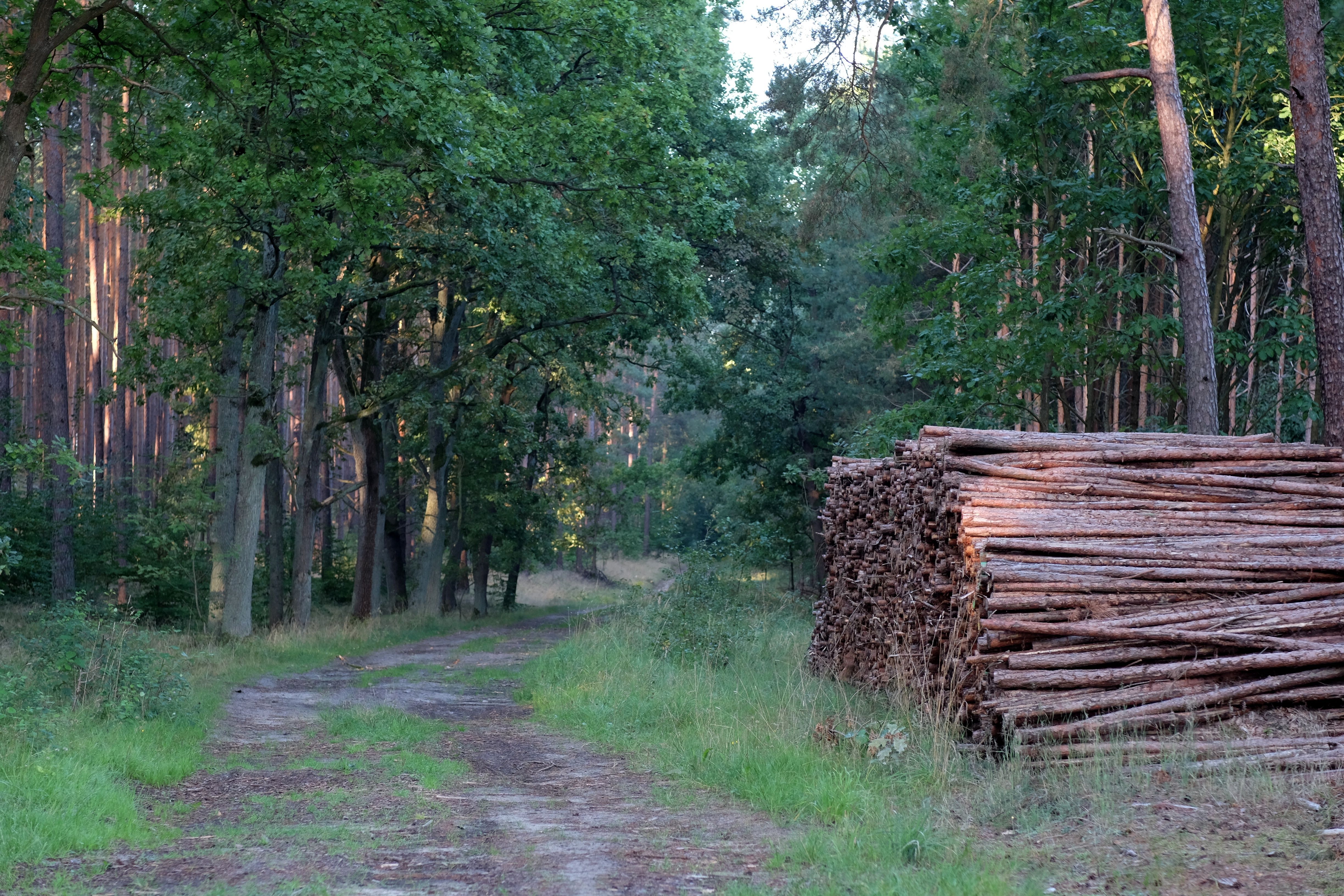 Serene Forest Path with Stacked Timber · Free Stock Photo