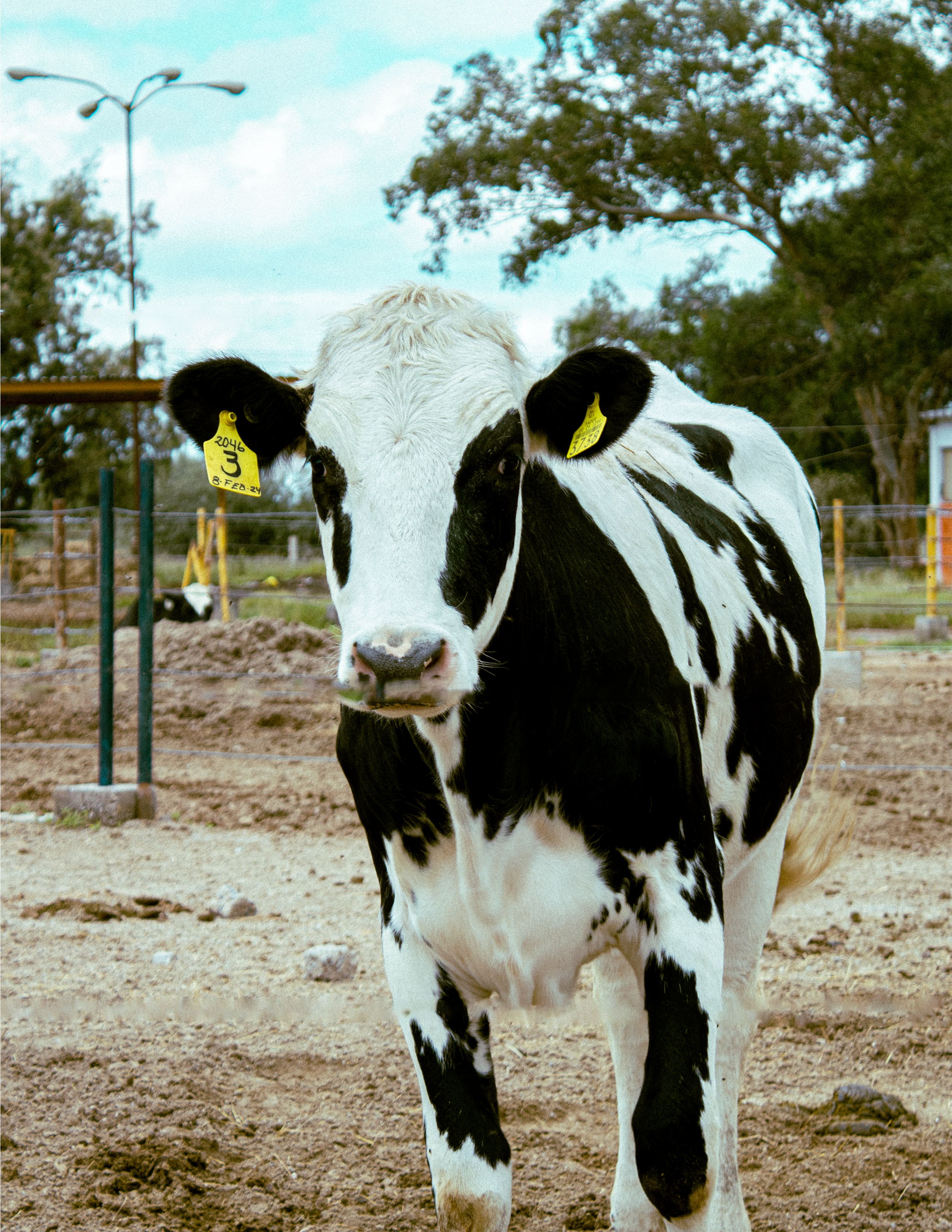 Farm Animal Photos, Download The BEST Free Farm Animal Stock Photos ...