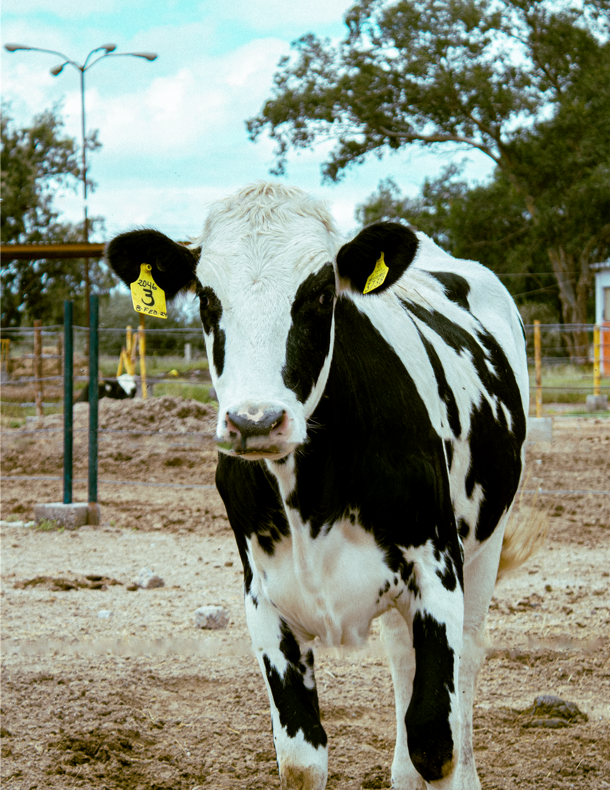Dairy Cow Photos, Download The BEST Free Dairy Cow Stock Photos & HD Images