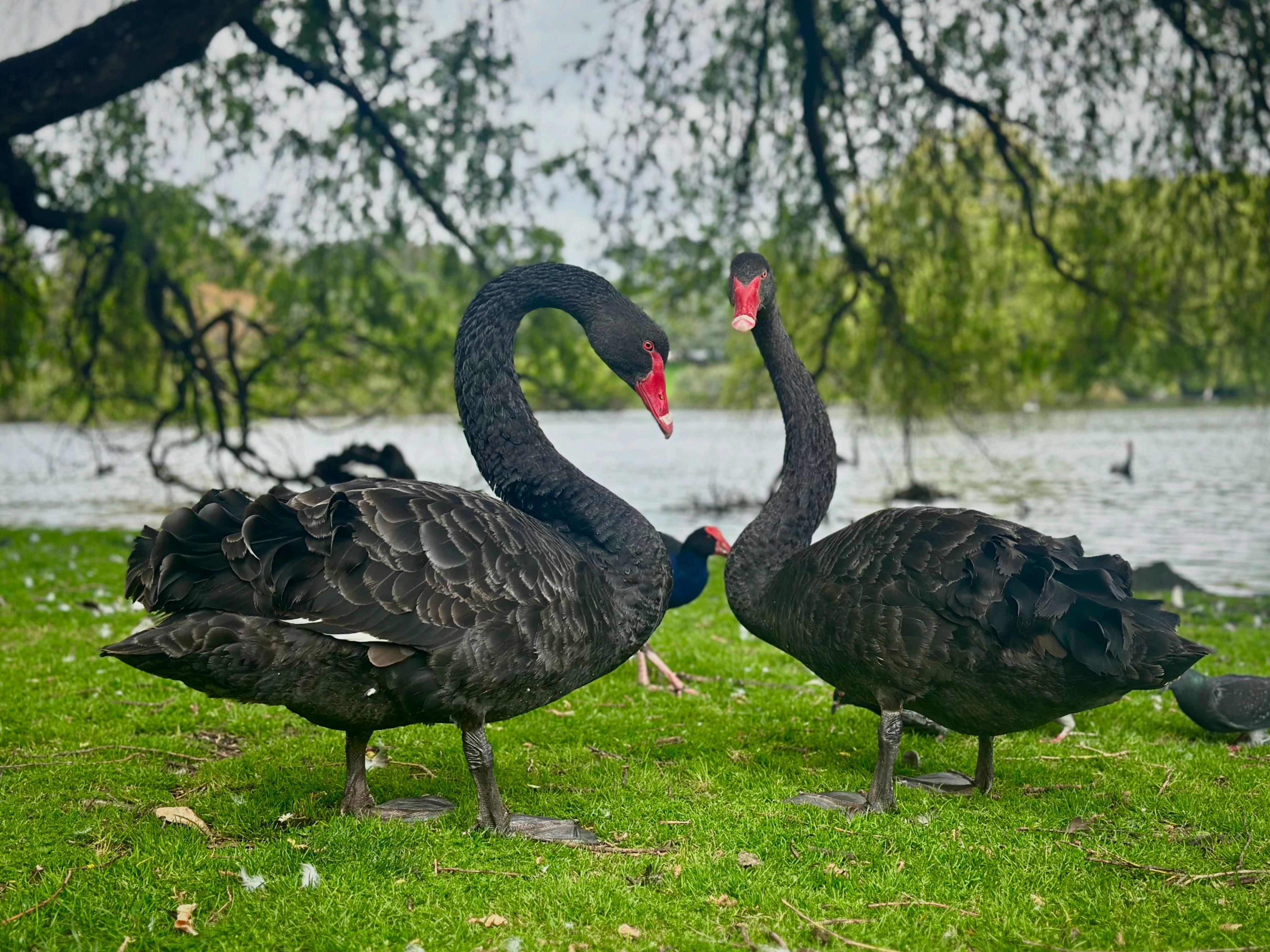 Black Swan Pair by Auckland Lake in New Zealand · Free Stock Photo