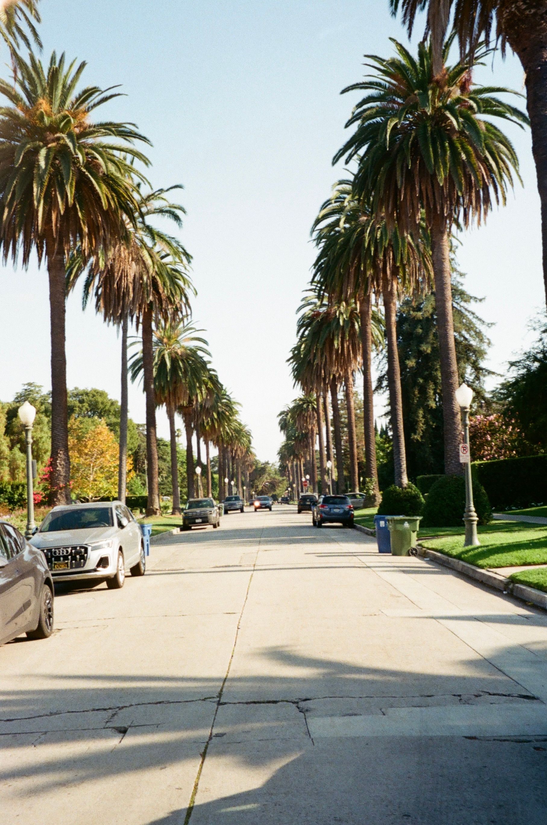 Scenic Palm Tree Lined Street in Los Angeles · Free Stock Photo
