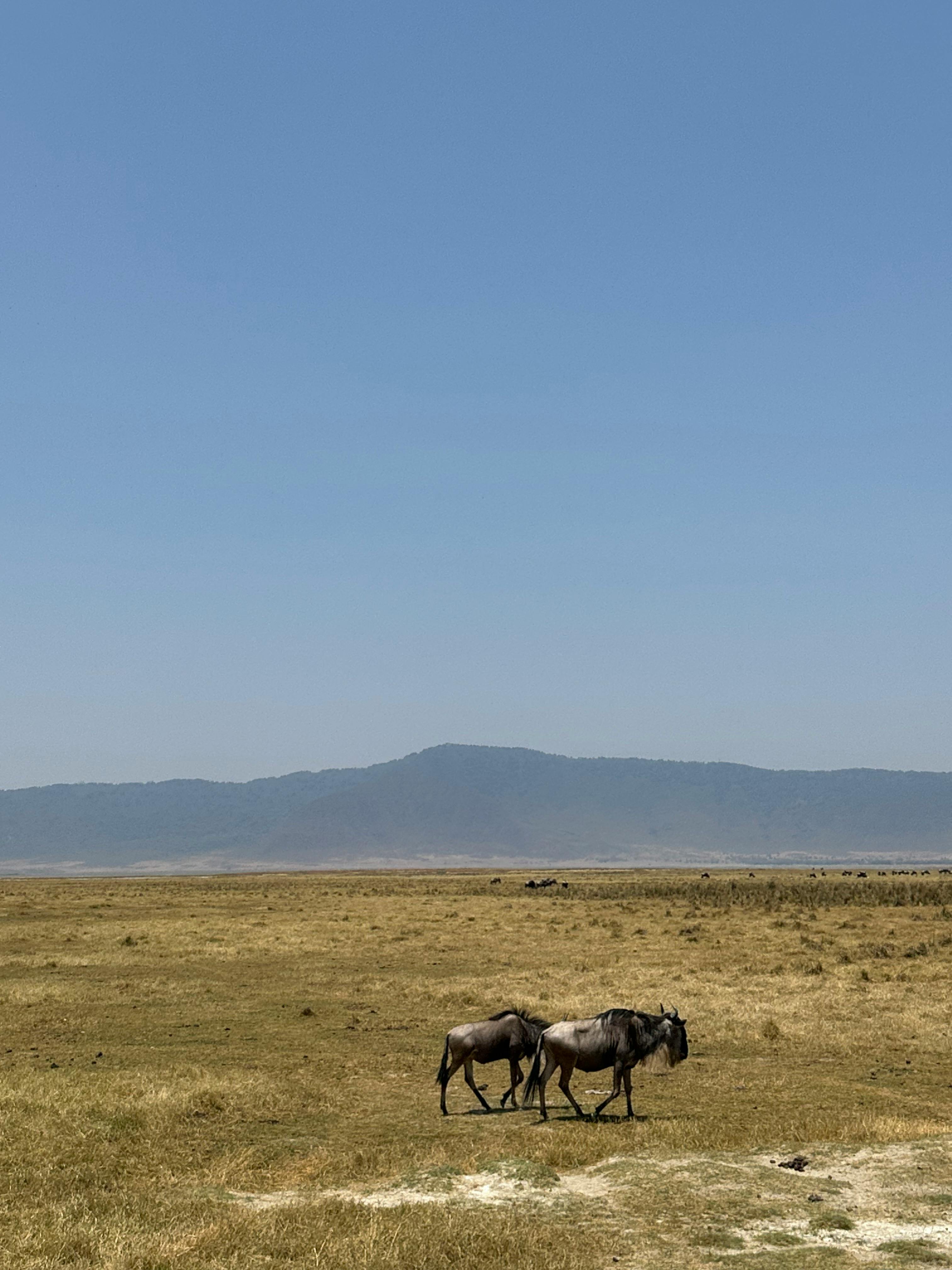 Therian Animals Photos, Download The BEST Free Therian Animals Stock ...