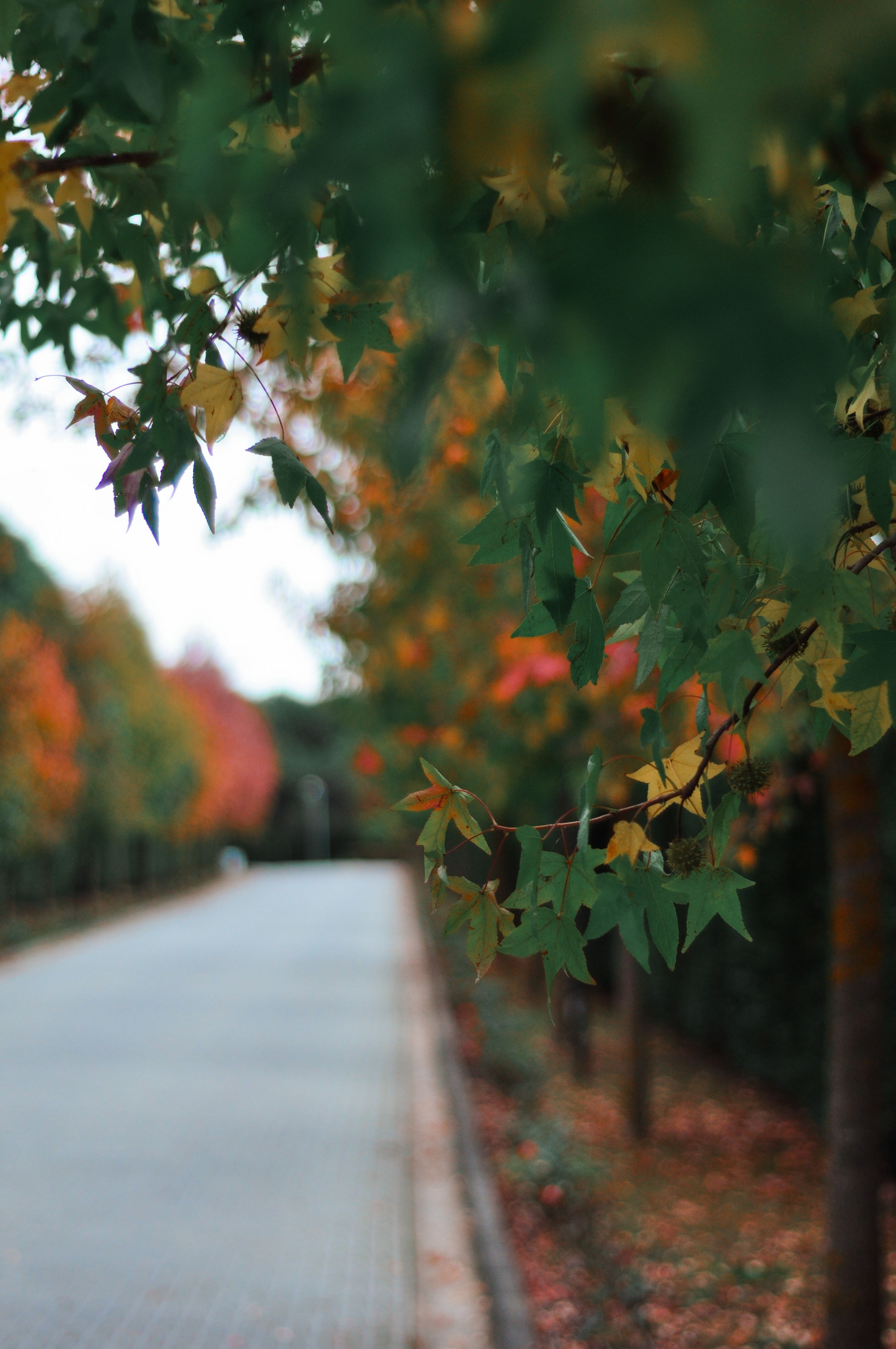 Path Background Photos, Download The BEST Free Path Background Stock ...